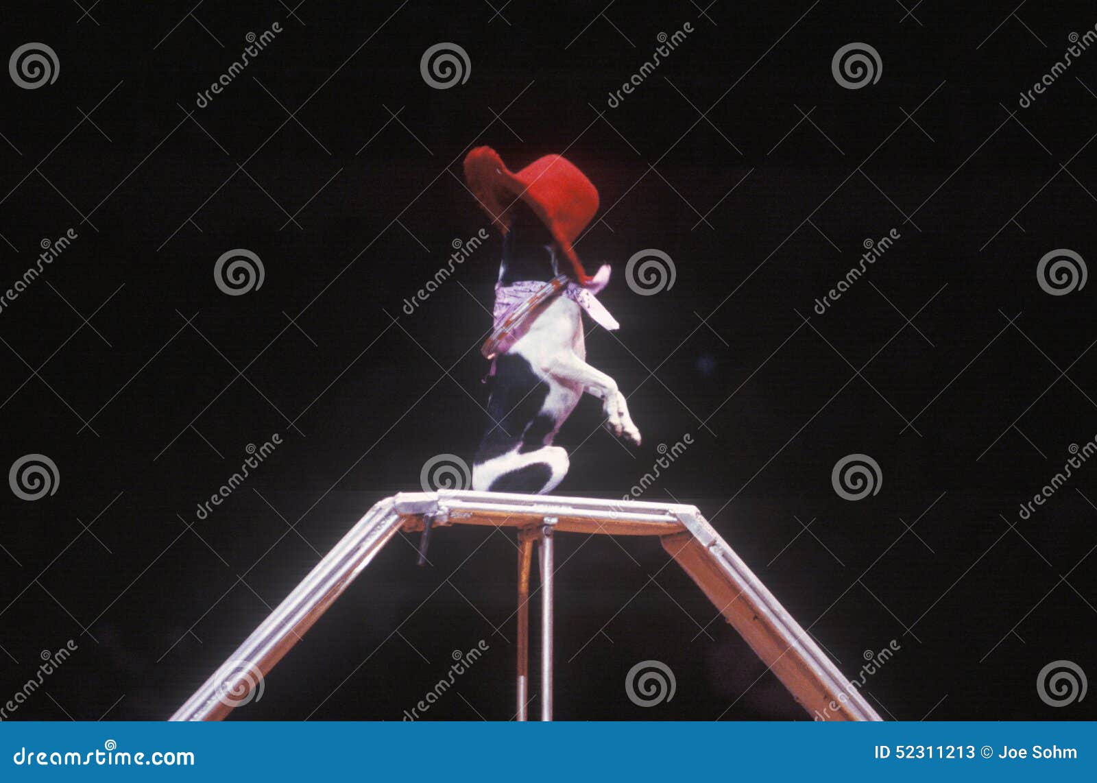 Dog Performing Trick, Ringling Brothers & Barnum & Bailey Circus ...