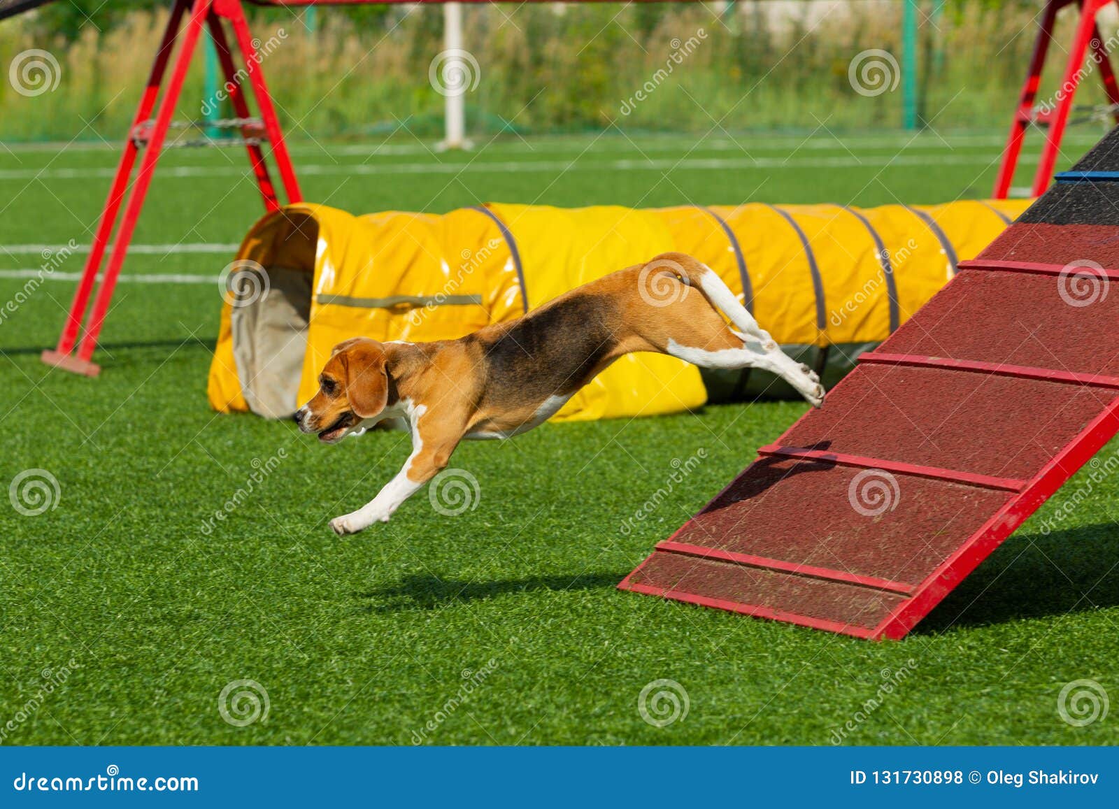 The Dog Performs at Agility Competition. Summer Day. Nature Light Stock ...