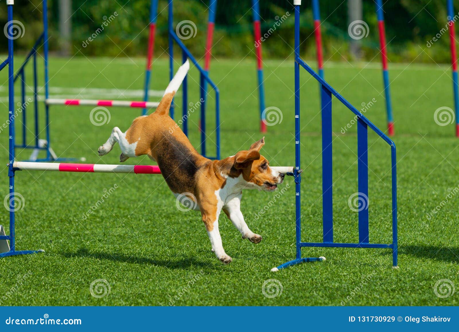 The Dog Performs at Agility Competition. Summer Day. Nature Light Stock ...