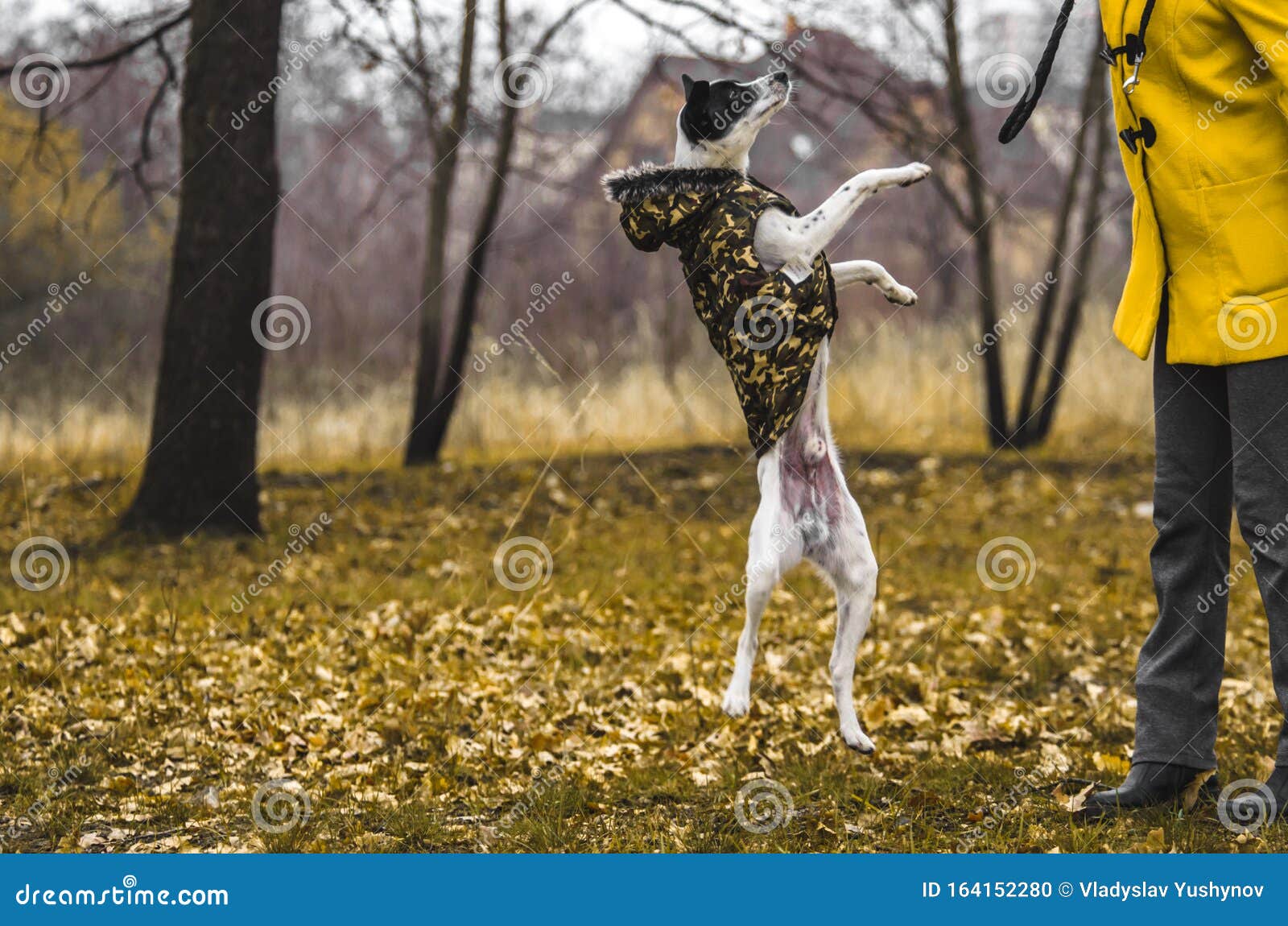 Dog Performs a Jump Command, Photo in Motion in the Forest. Funny ...