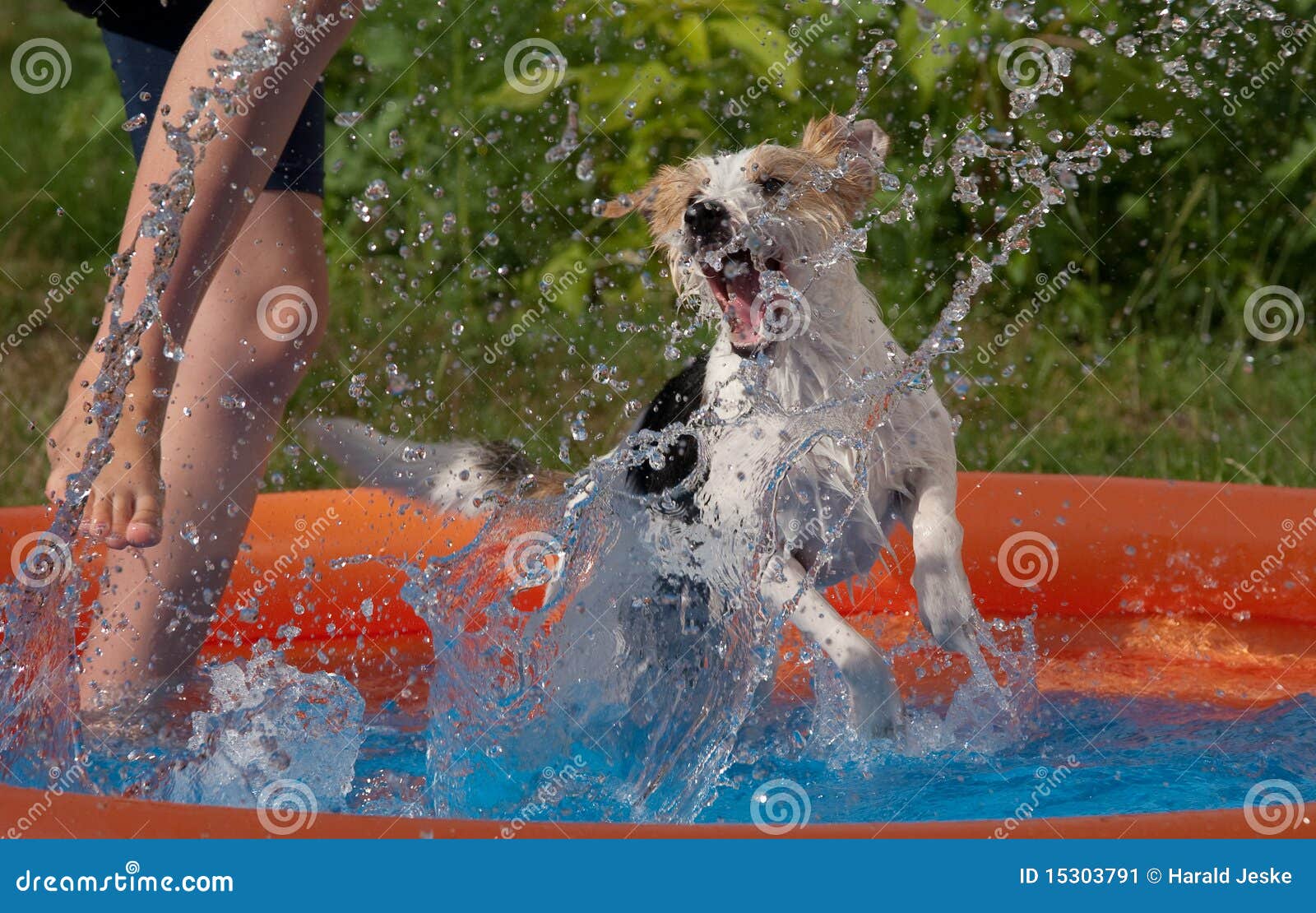 Dog and person splashing stock image. Image of legs, drops - 15303791
