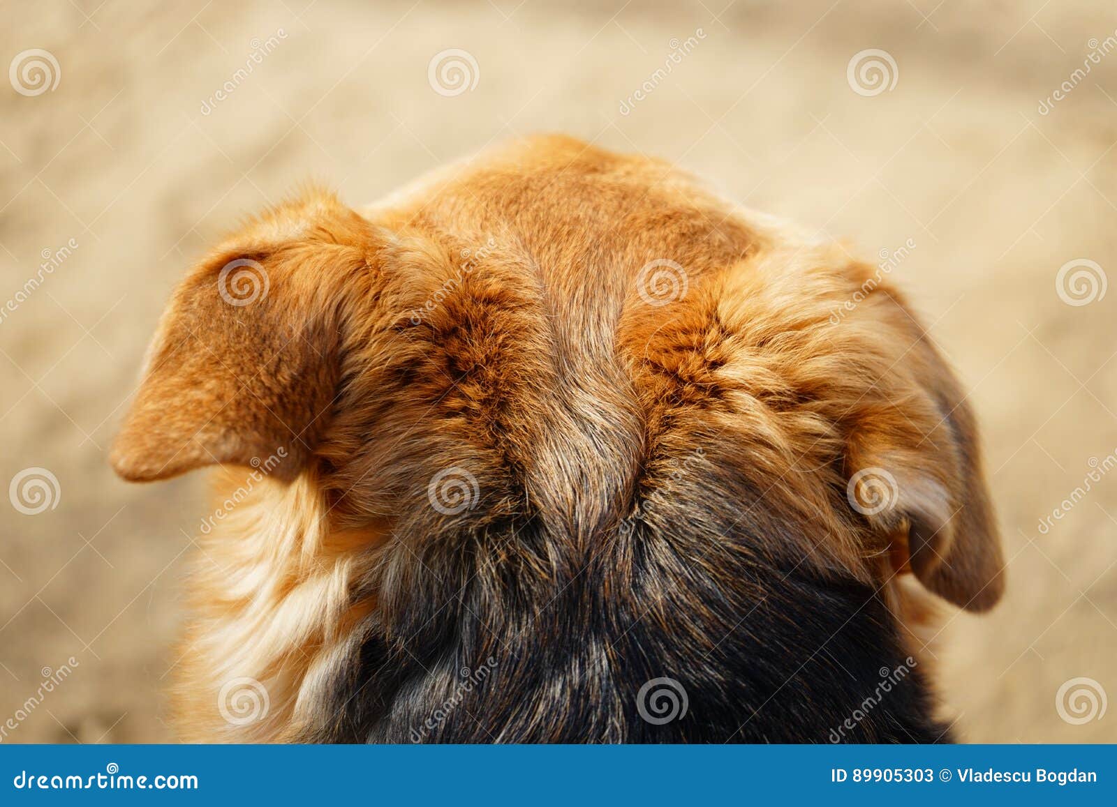 Dog perspective stock image. Image of perspective, view - 89905303