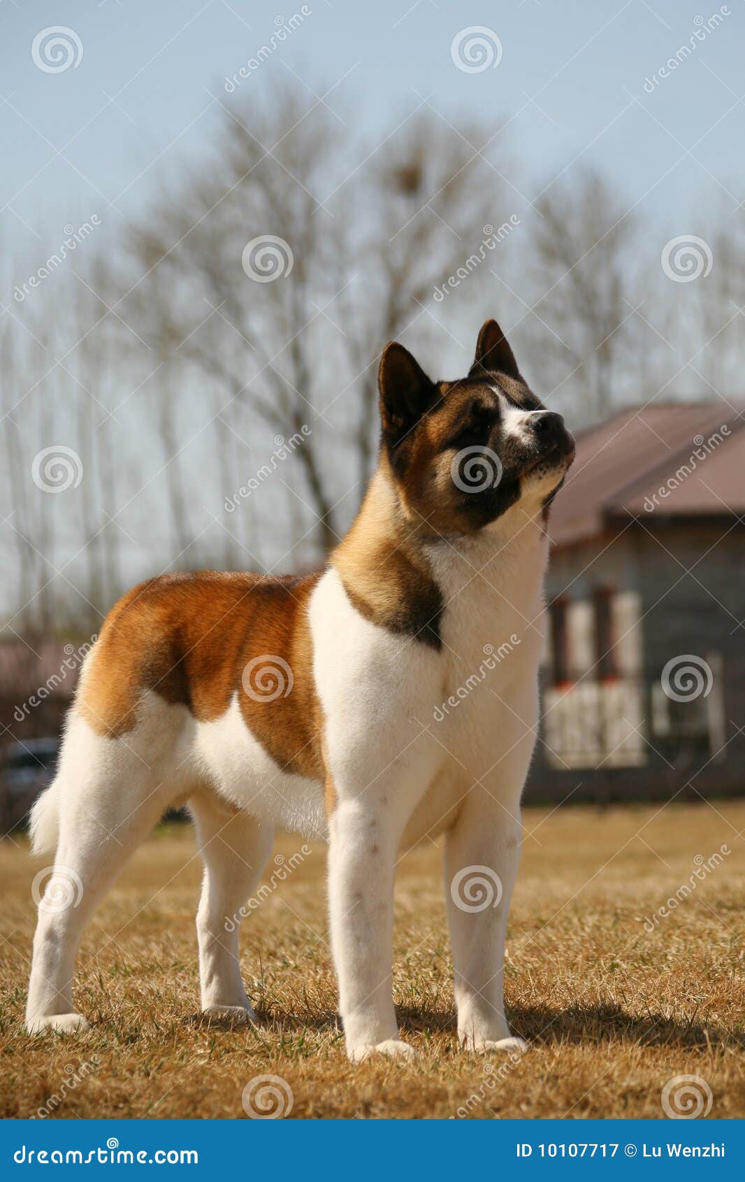 Dog pet Akita stock image. Image of positive, dogs, tail - 10107717