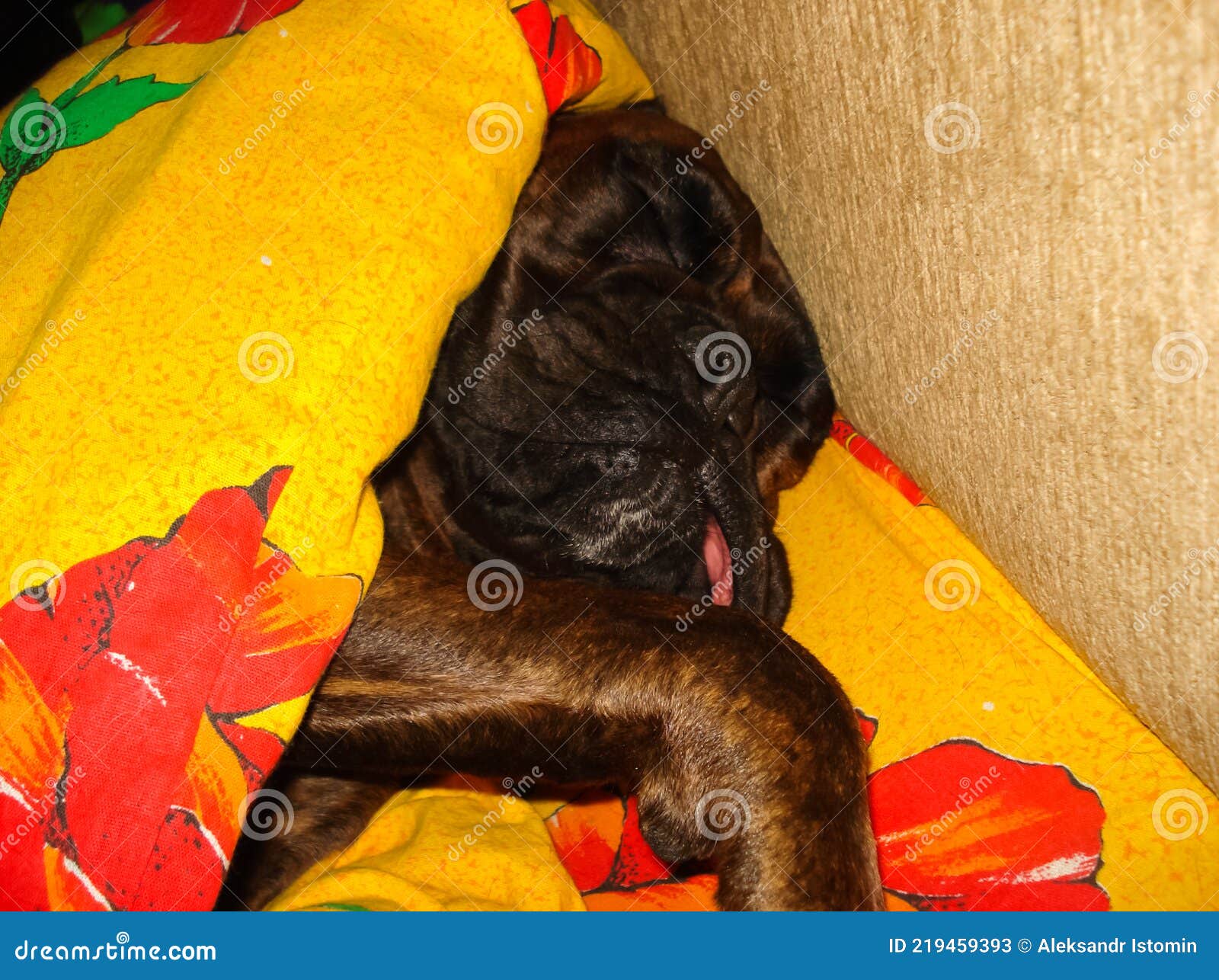 Dog, pet of all people stock image. Image of outdoor - 219459393