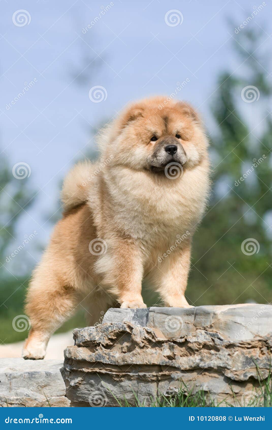 Dog pet chow chow stock photo. Image of smile, pets, dogs - 10120808