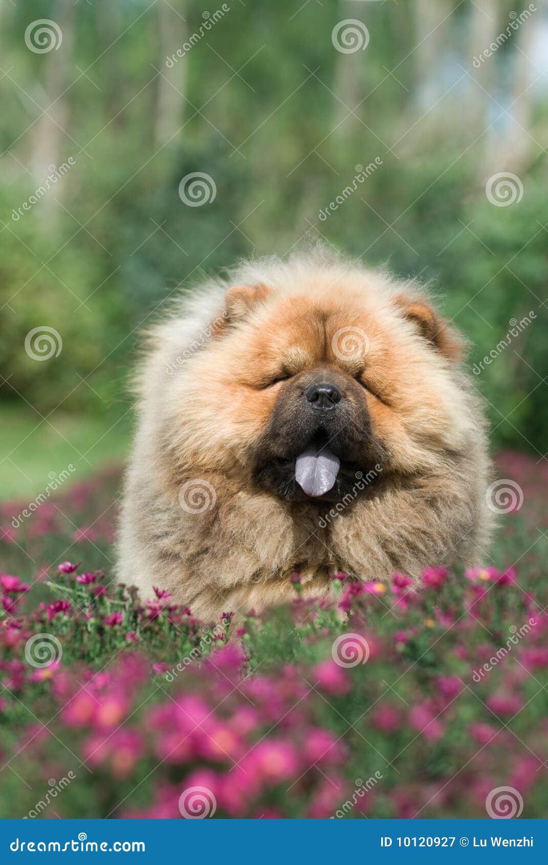 Dog pet chow chow stock image. Image of lovely, lawn - 10120927