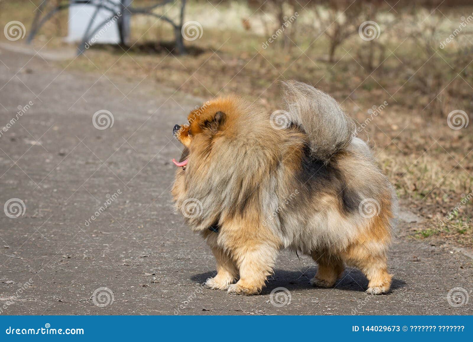 Dog pet chow chow stock image. Image of hair, color - 144029673