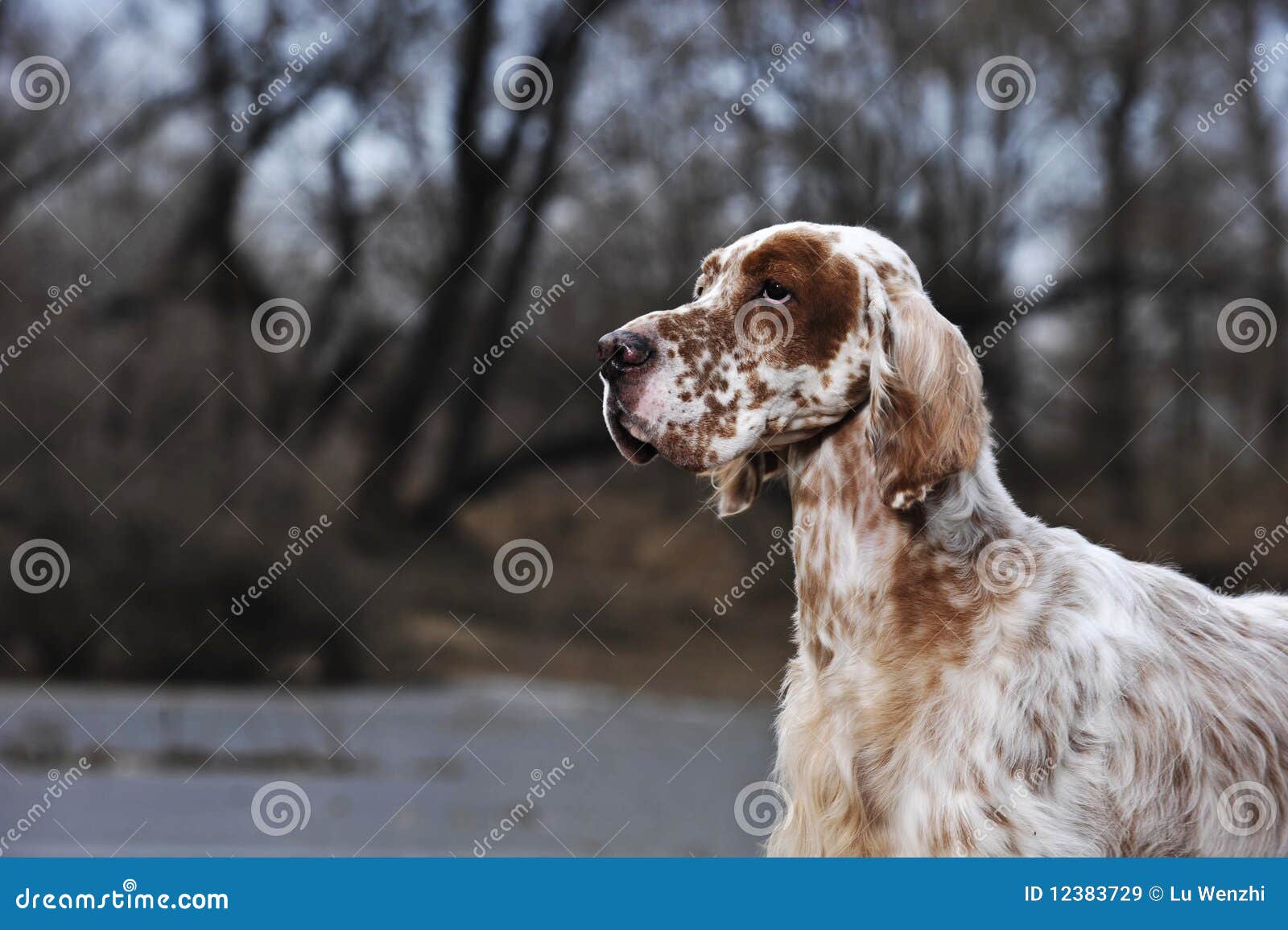 377 English Setter Head Stock Photos - Free & Royalty-Free Stock Photos ...