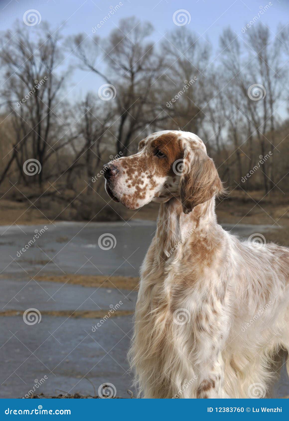 Dog pet English Setter stock photo. Image of smile, canine - 12383760