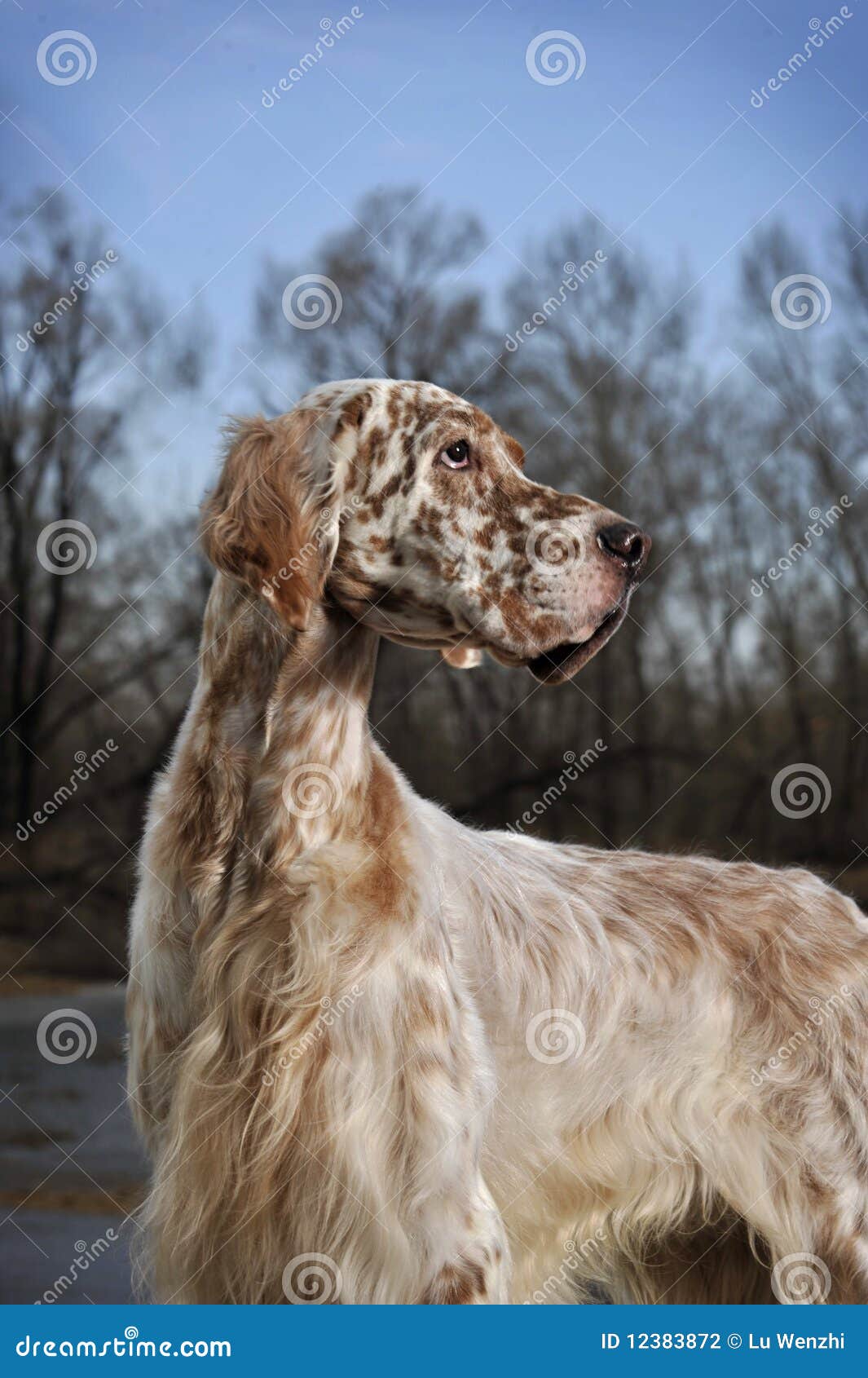 Dog pet English Setter stock photo. Image of river, dogs - 12383872