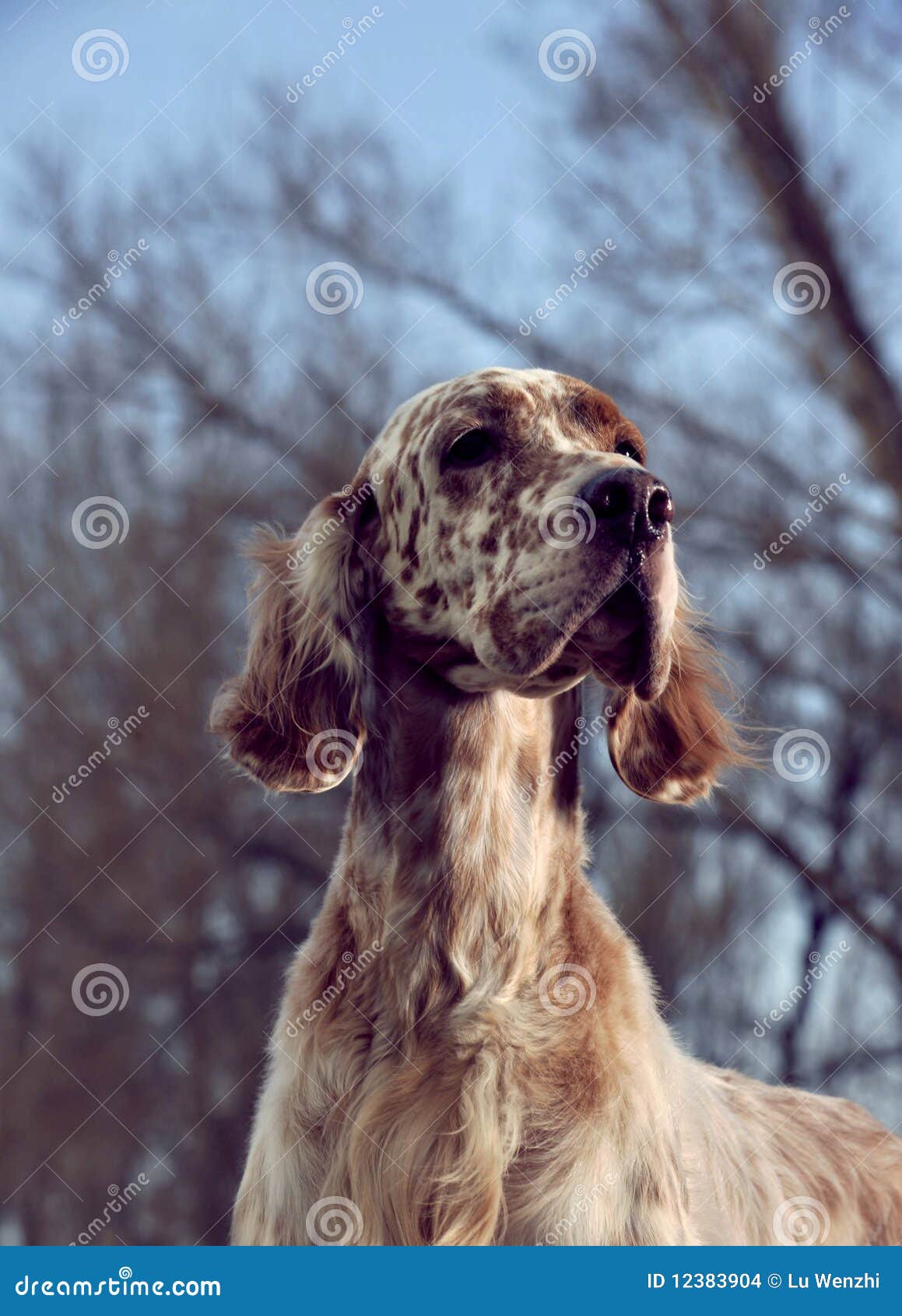 Dog pet English Setter stock photo. Image of lovely, cooker - 12383904