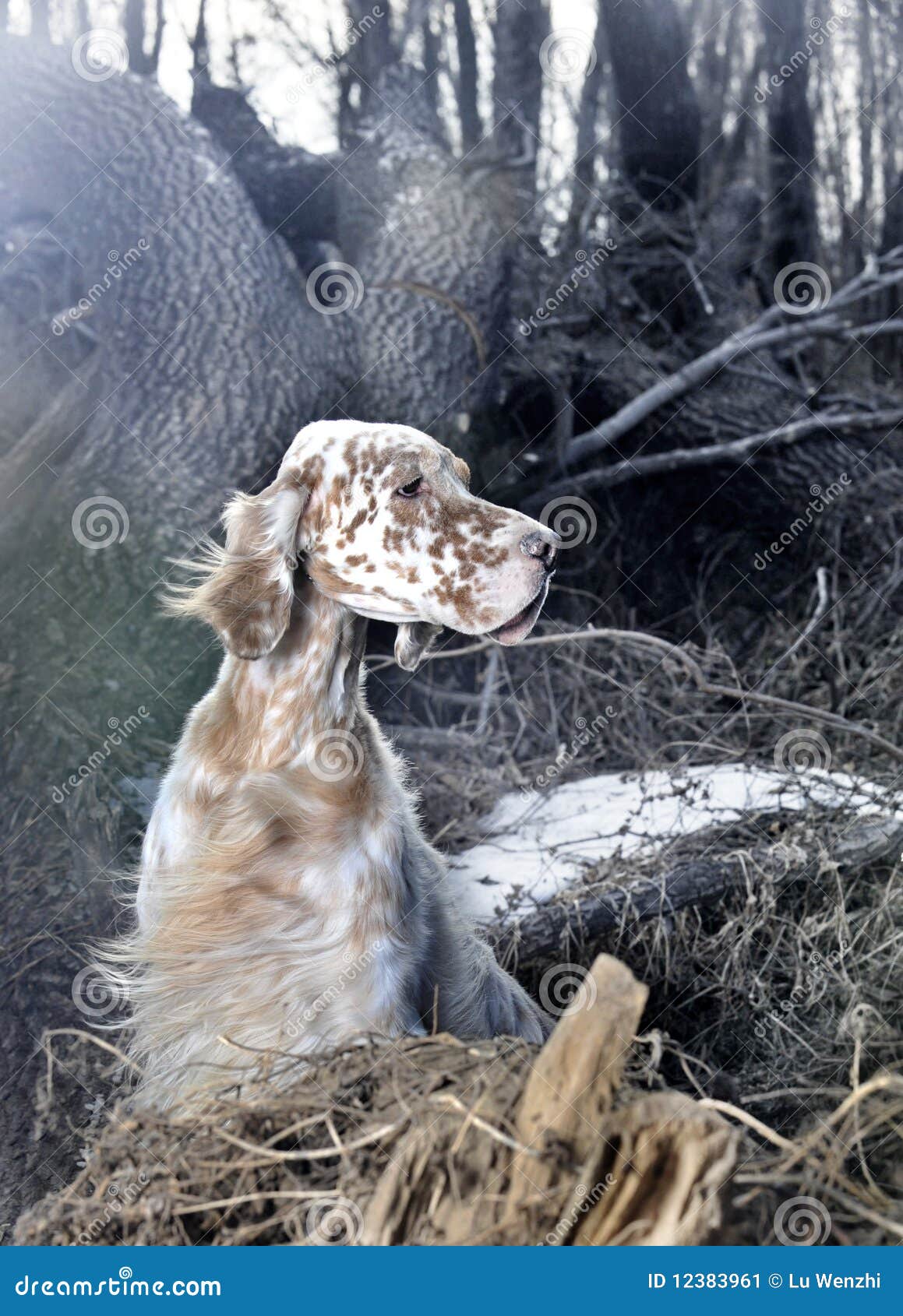 Dog pet English Setter stock image. Image of baby, puppy - 12383961