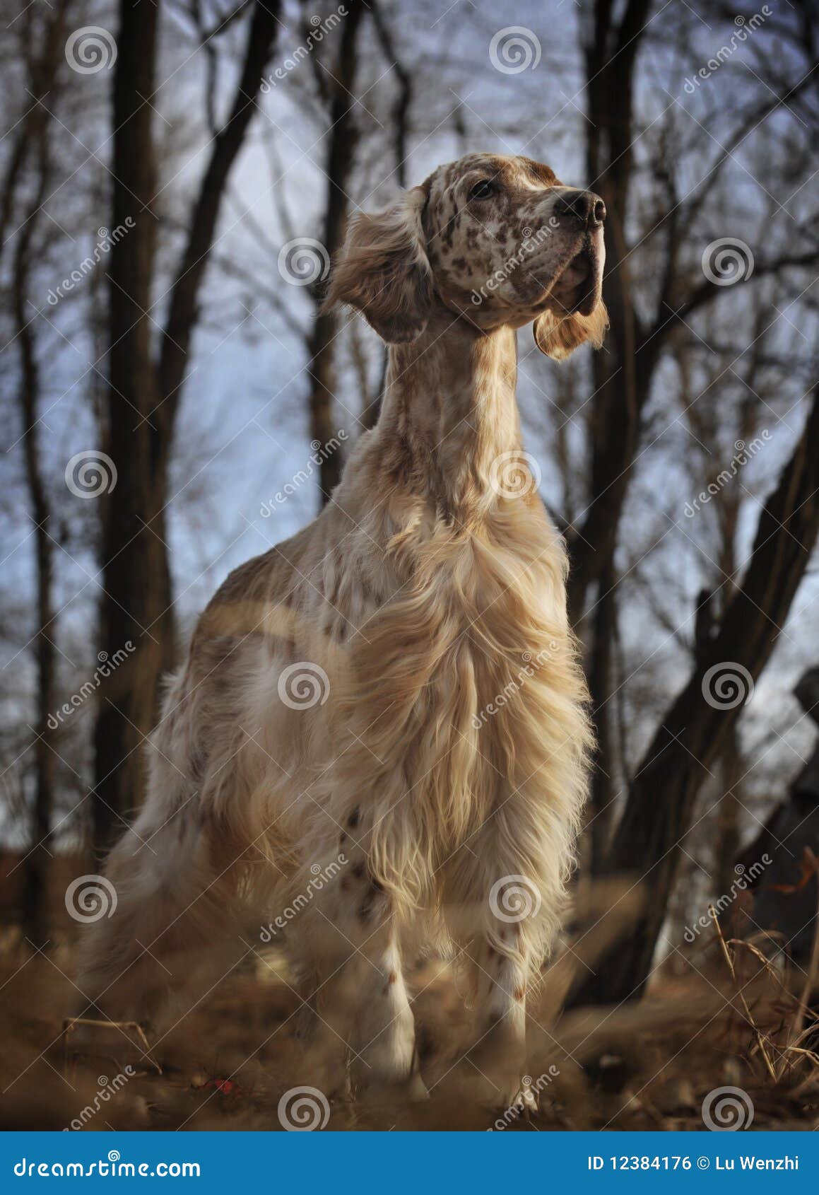 Dog pet English Setter stock photo. Image of wild, setter - 12384176