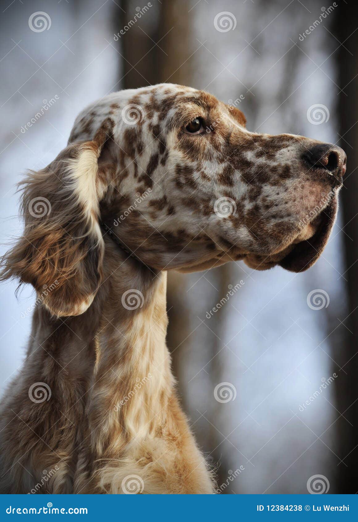 Dog pet English Setter stock photo. Image of puppy, sleepy - 12384238
