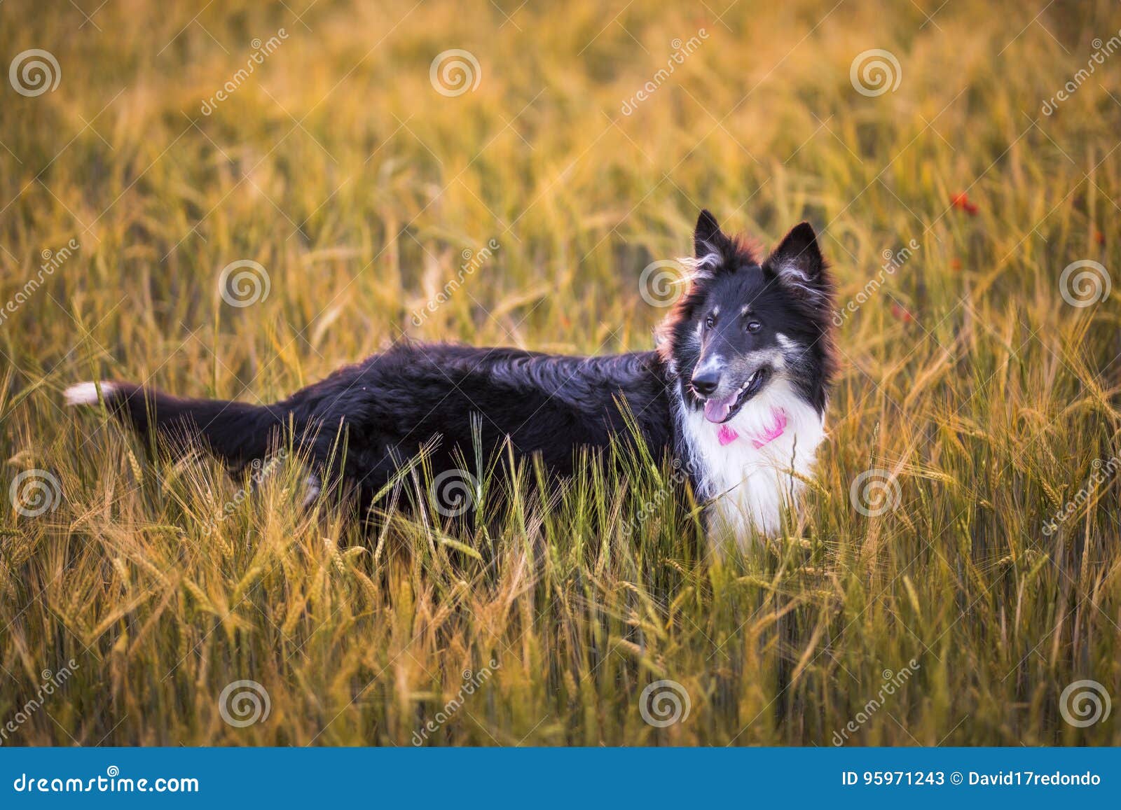 Dog Pet in the field stock image. Image of animal, retriever - 95971243