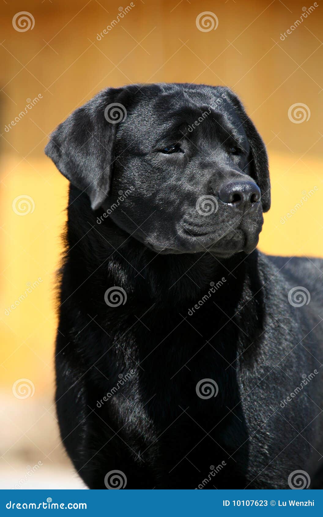 Dog pet Labrador Retriever stock image. Image of retriever - 10107623