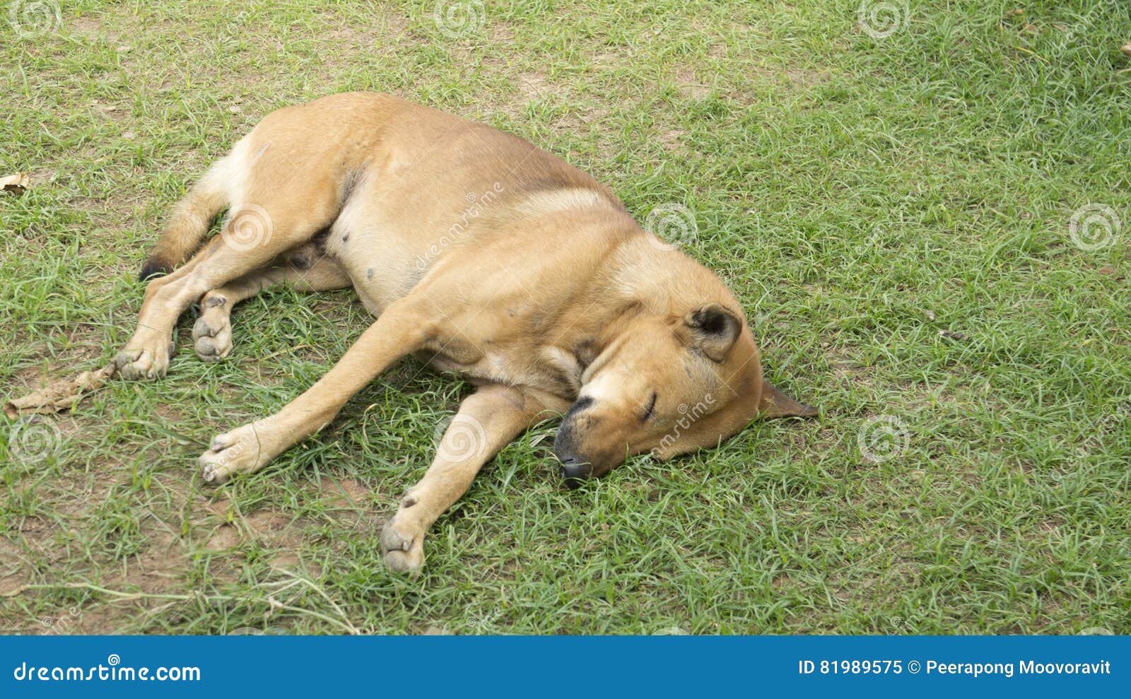 Dog Pet Sleep Lazy Lay Down Canine Sit Concept Stock Image - Image of ...