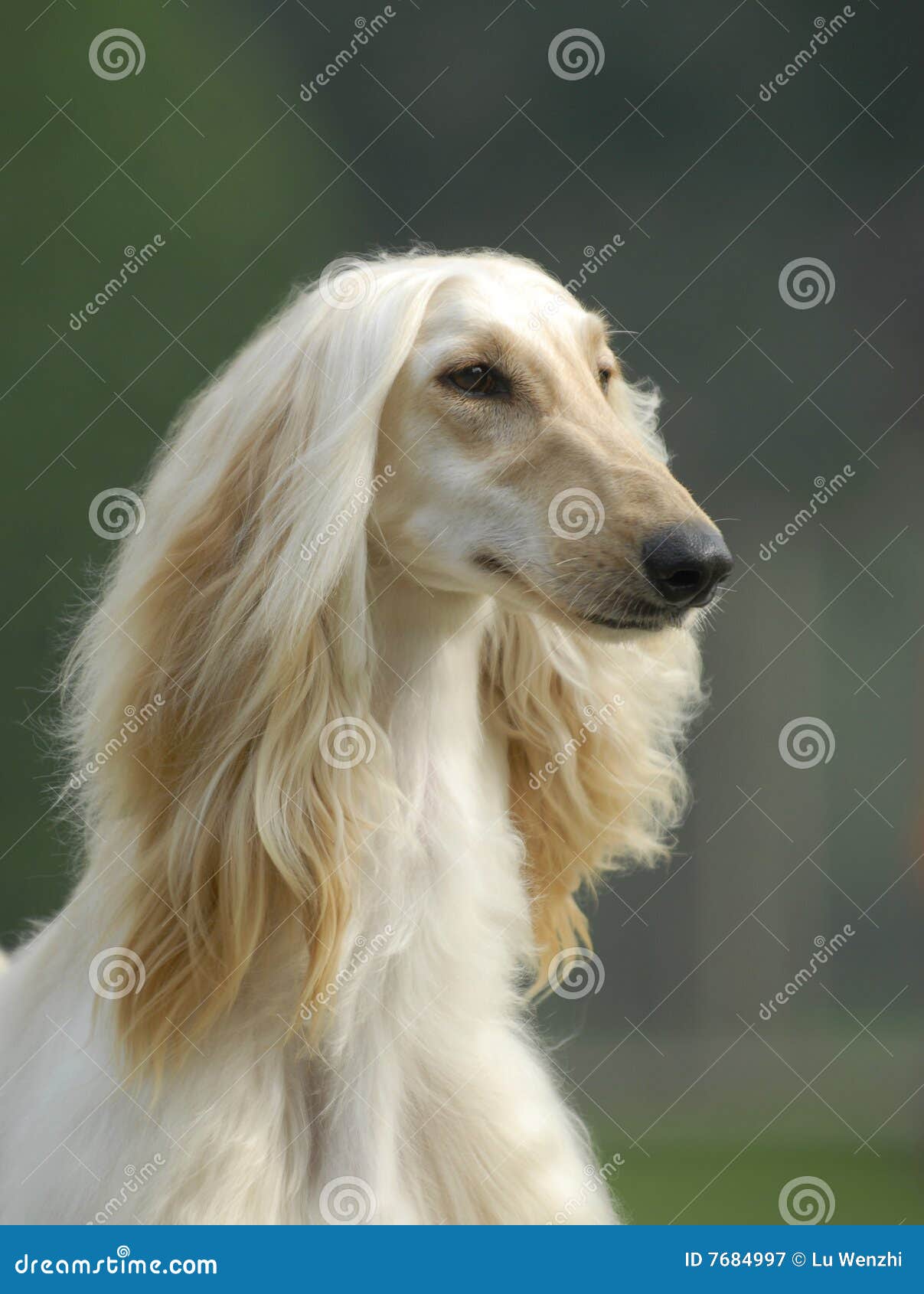 Dog pets Afghan Hound stock image. Image of afghan, white - 7684997