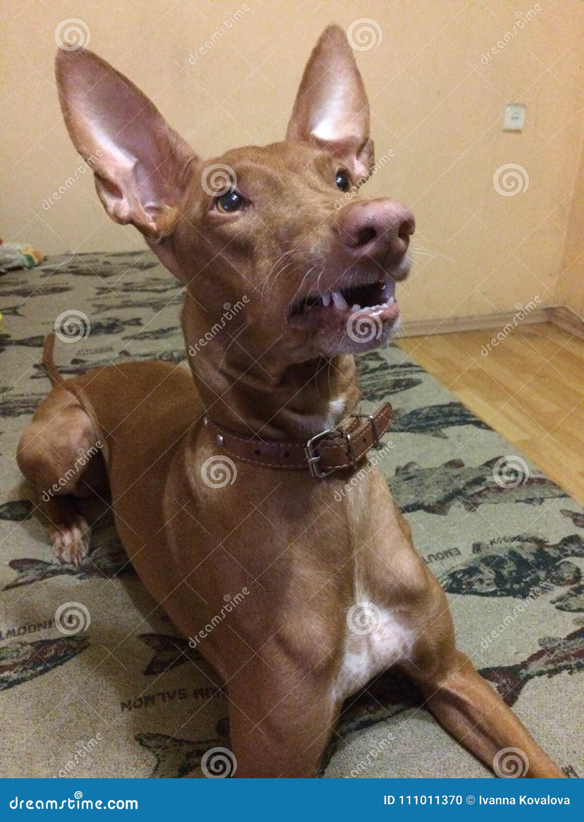 Dog stock photo. Image of pharaoh, anymals, farao - 111011370