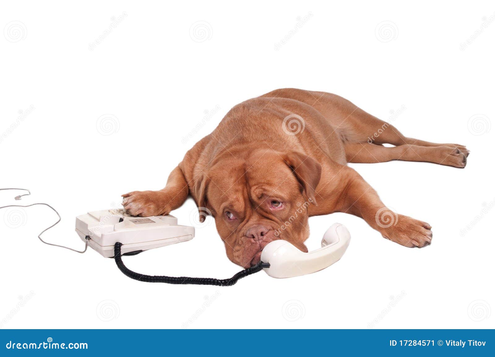 Dog on the phone stock image. Image of call, dial, oldmoded - 17284571