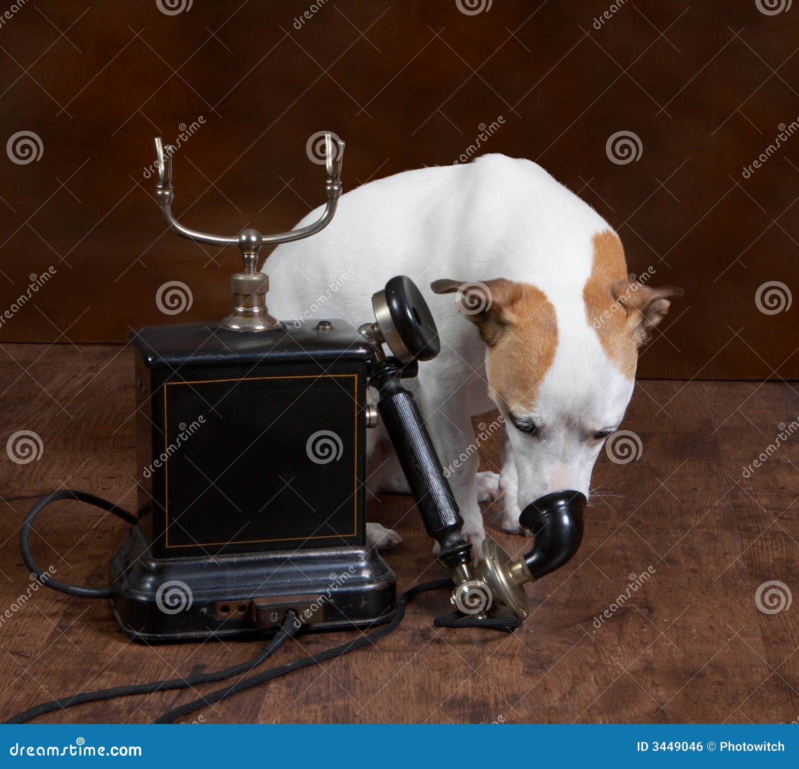 Dog on the phone stock photo. Image of call, cute, antique - 3449046