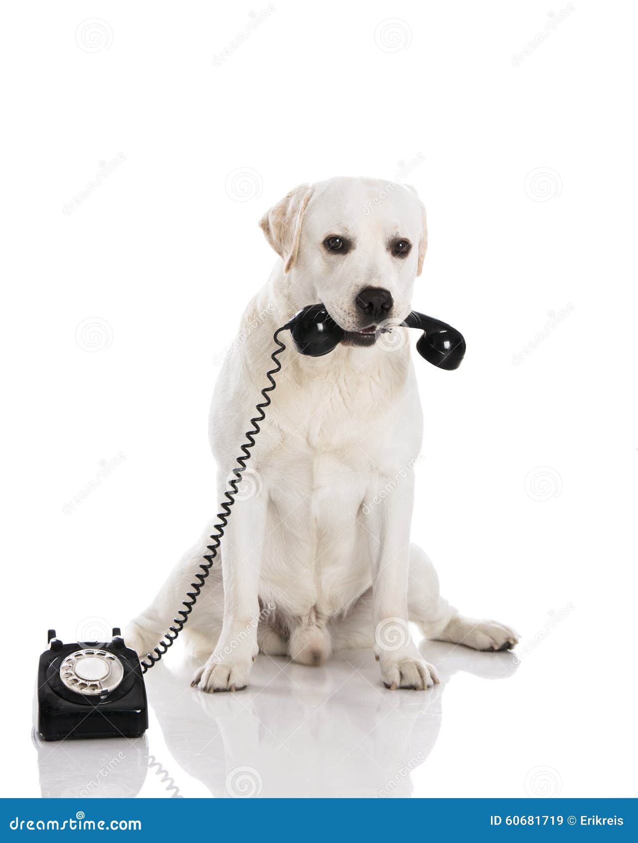 Dog and phone stock image. Image of domestic, friend - 60681719