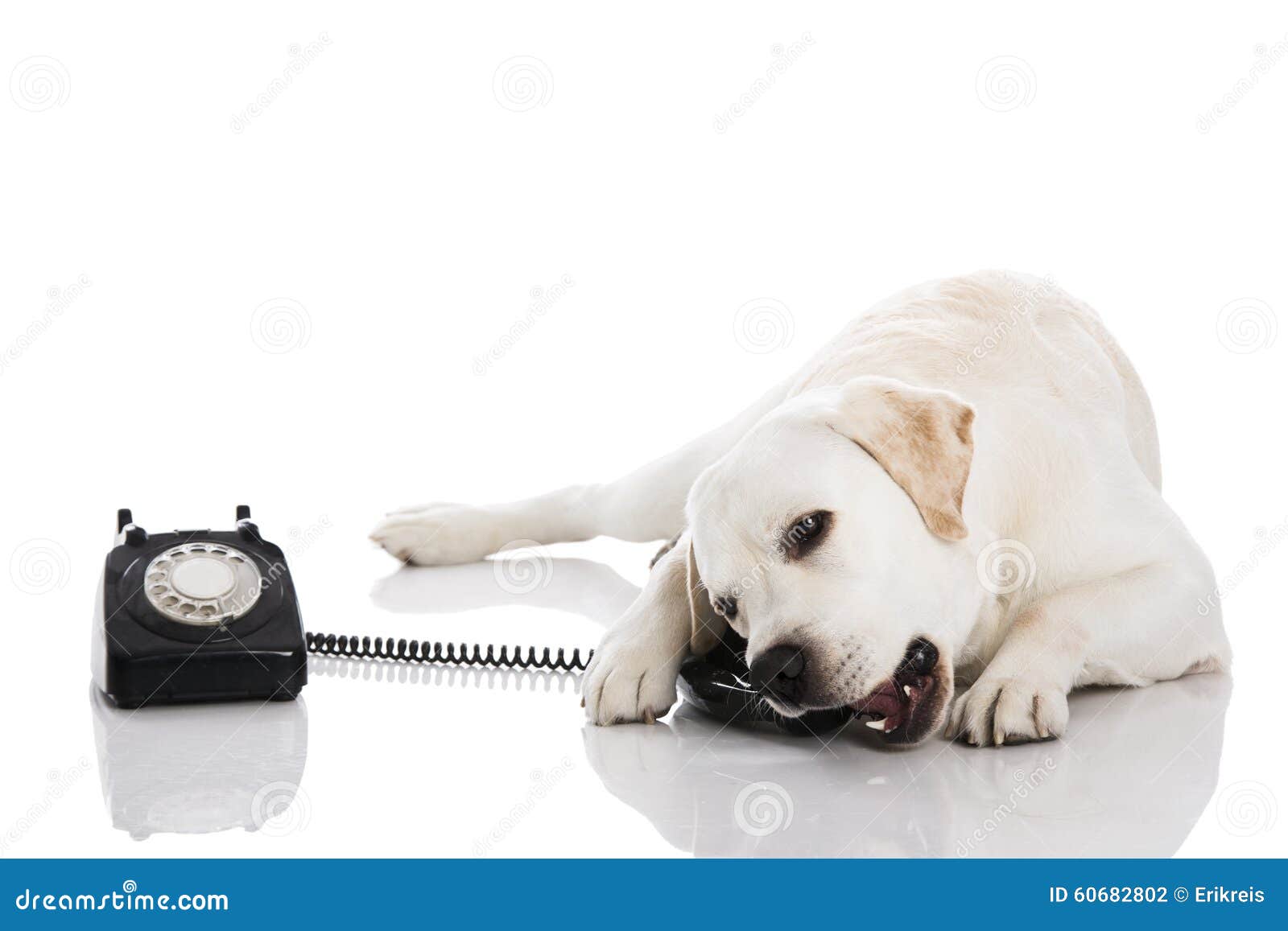 Dog and phone stock photo. Image of domestic, friend - 60682802