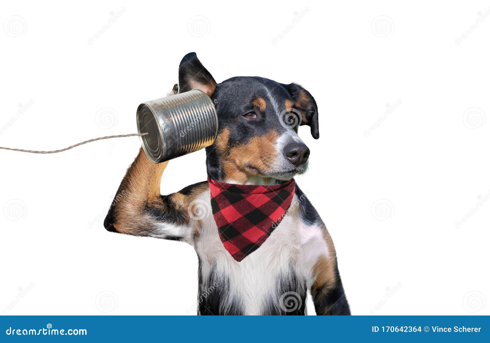 Dog on the phone Tin can stock photo. Image of caucasian - 170642364