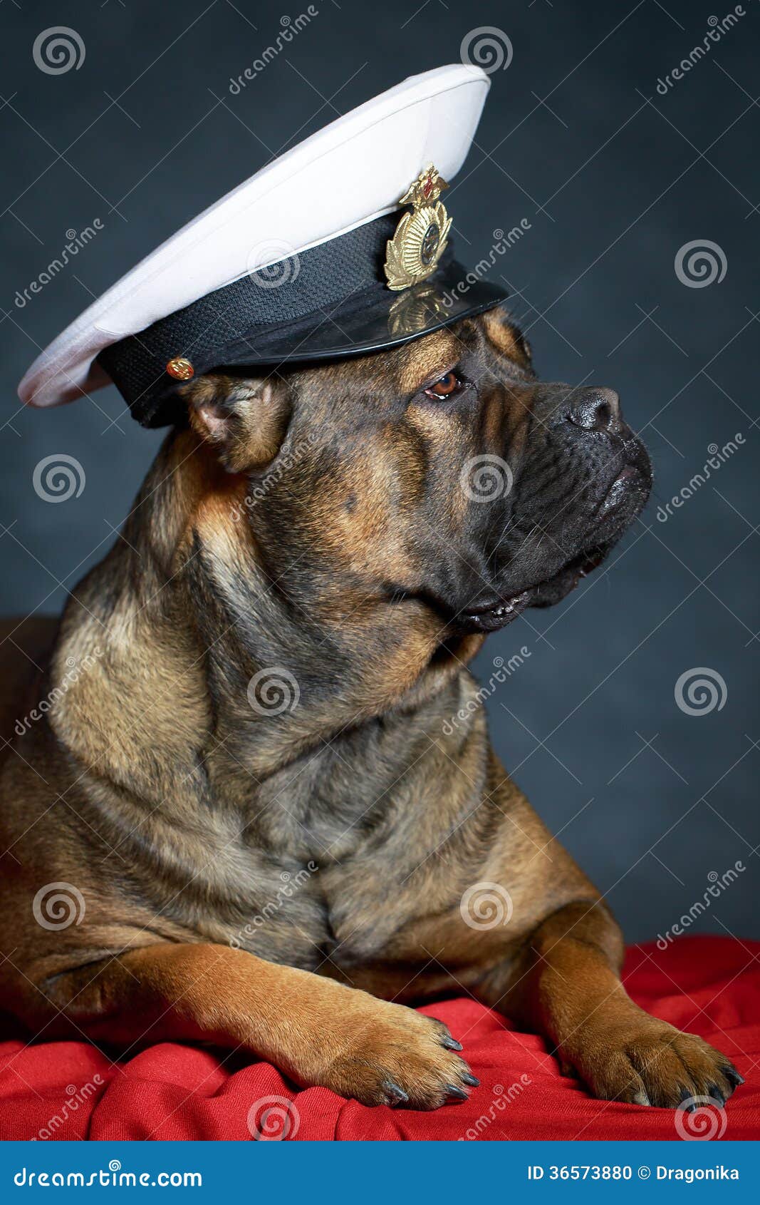 Dog stock photo. Image of indoor, italian, molosser, animal - 36573880