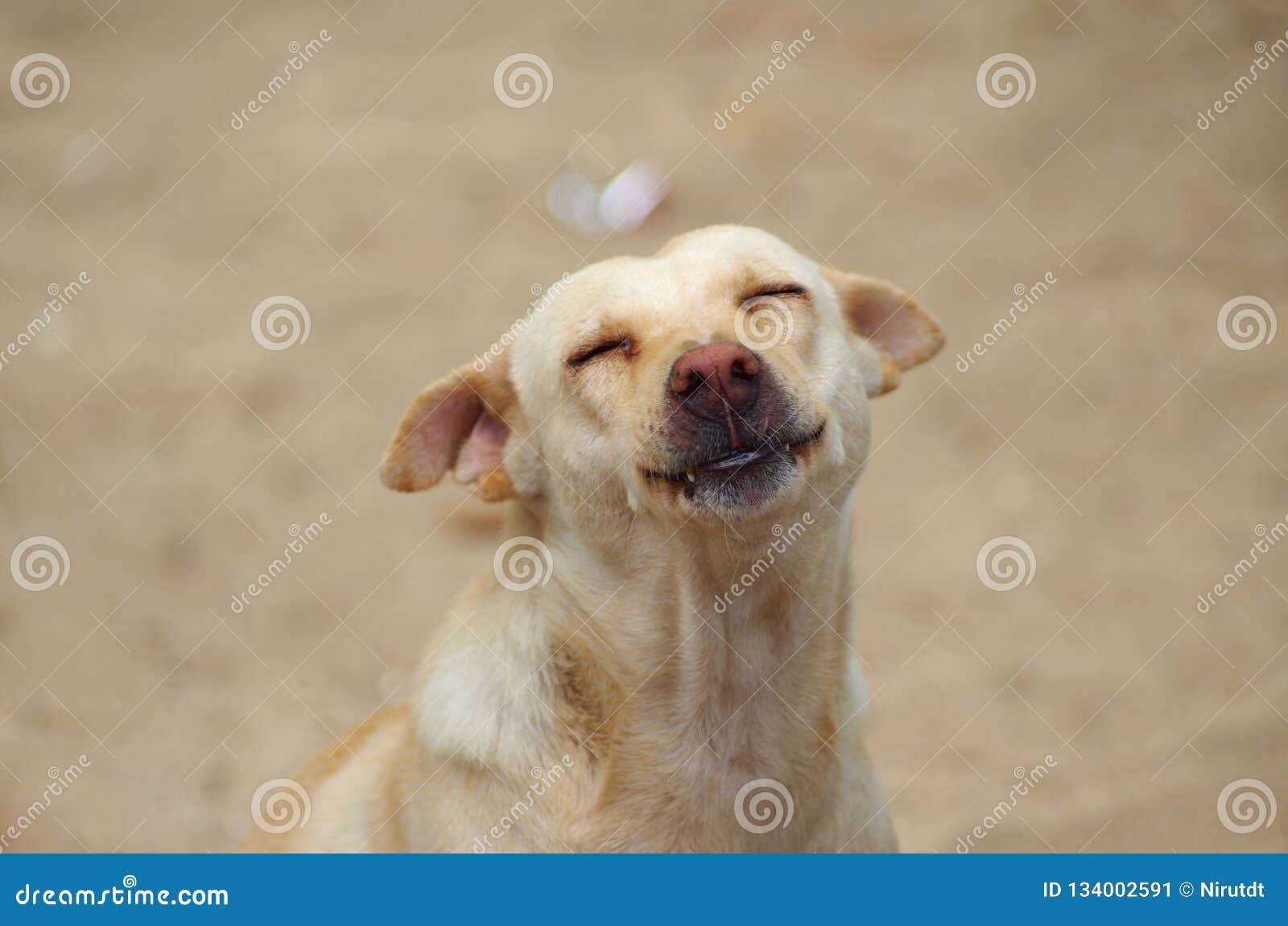 Dog stock image. Image of smile, white, blond, yellow - 134002591