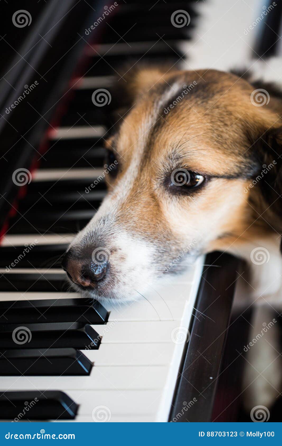 Dog on the piano stock image. Image of beagle, classical - 88703123