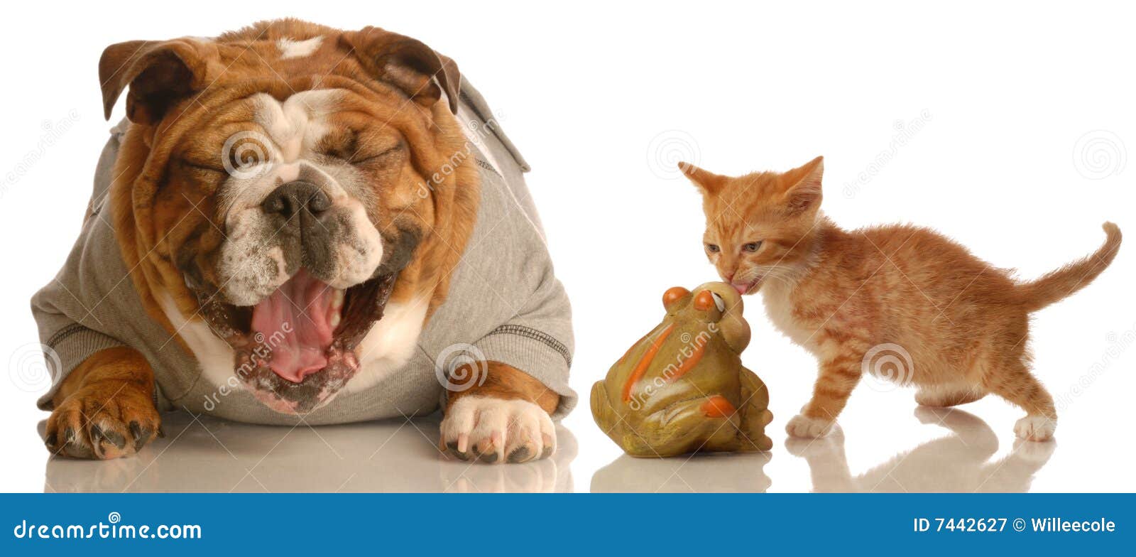 Dog picking on a kitten stock image. Image of sitting - 7442627