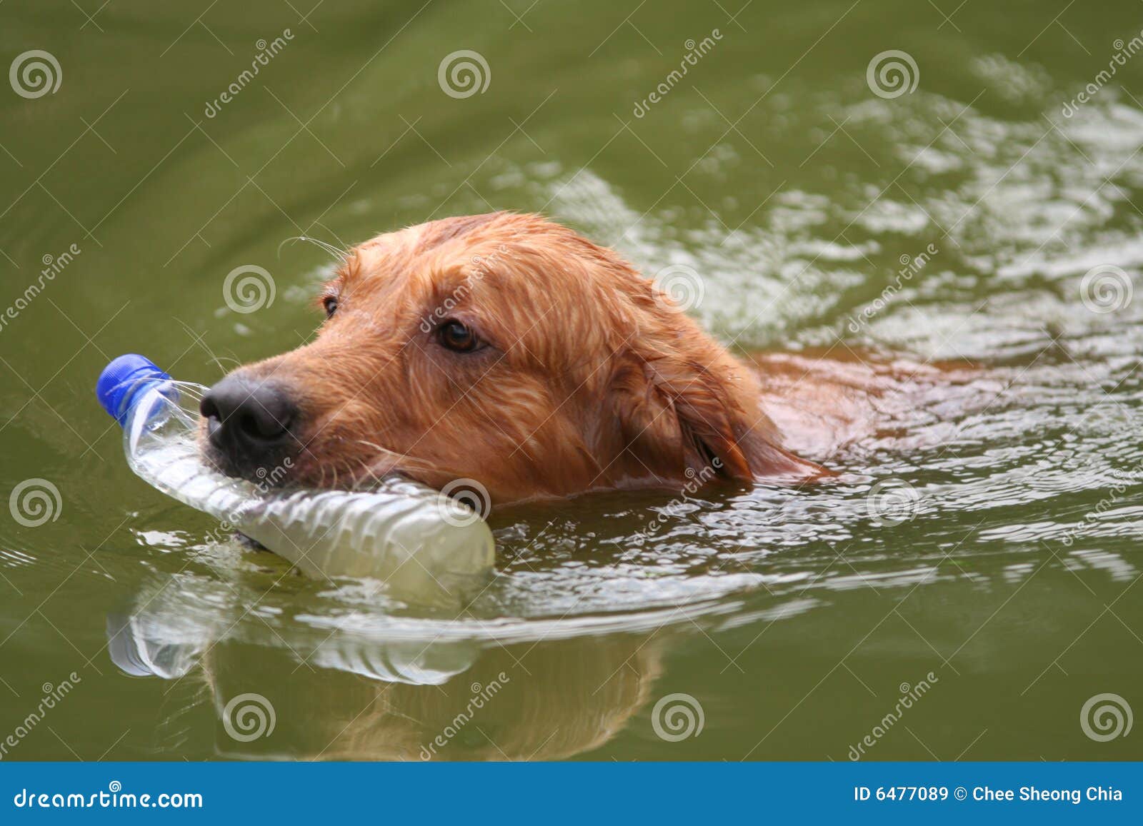 Dog Picking Up Rubbish in the Pool Stock Image - Image of cleaning ...