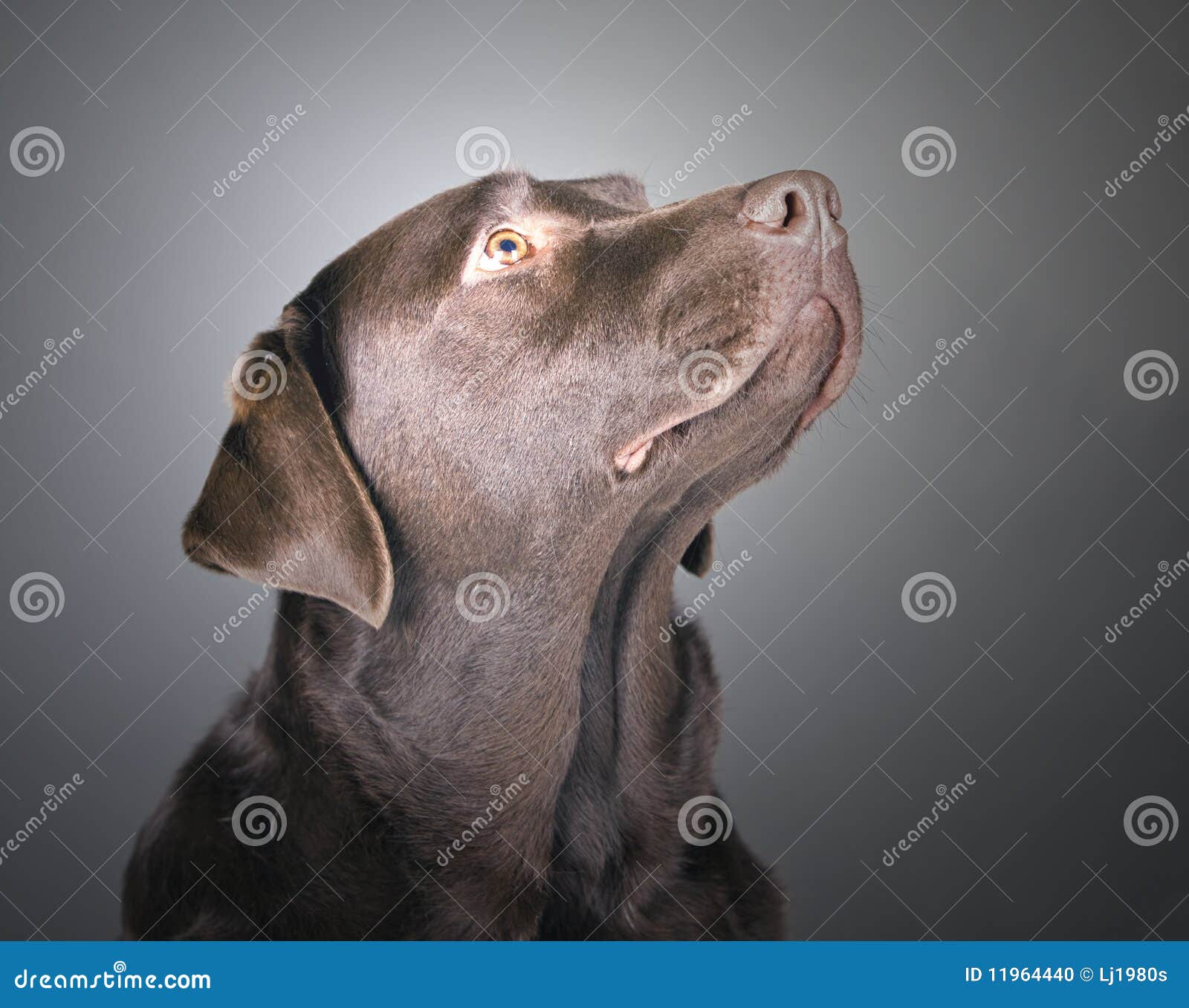 Dog pines for master stock photo. Image of canine, master - 11964440