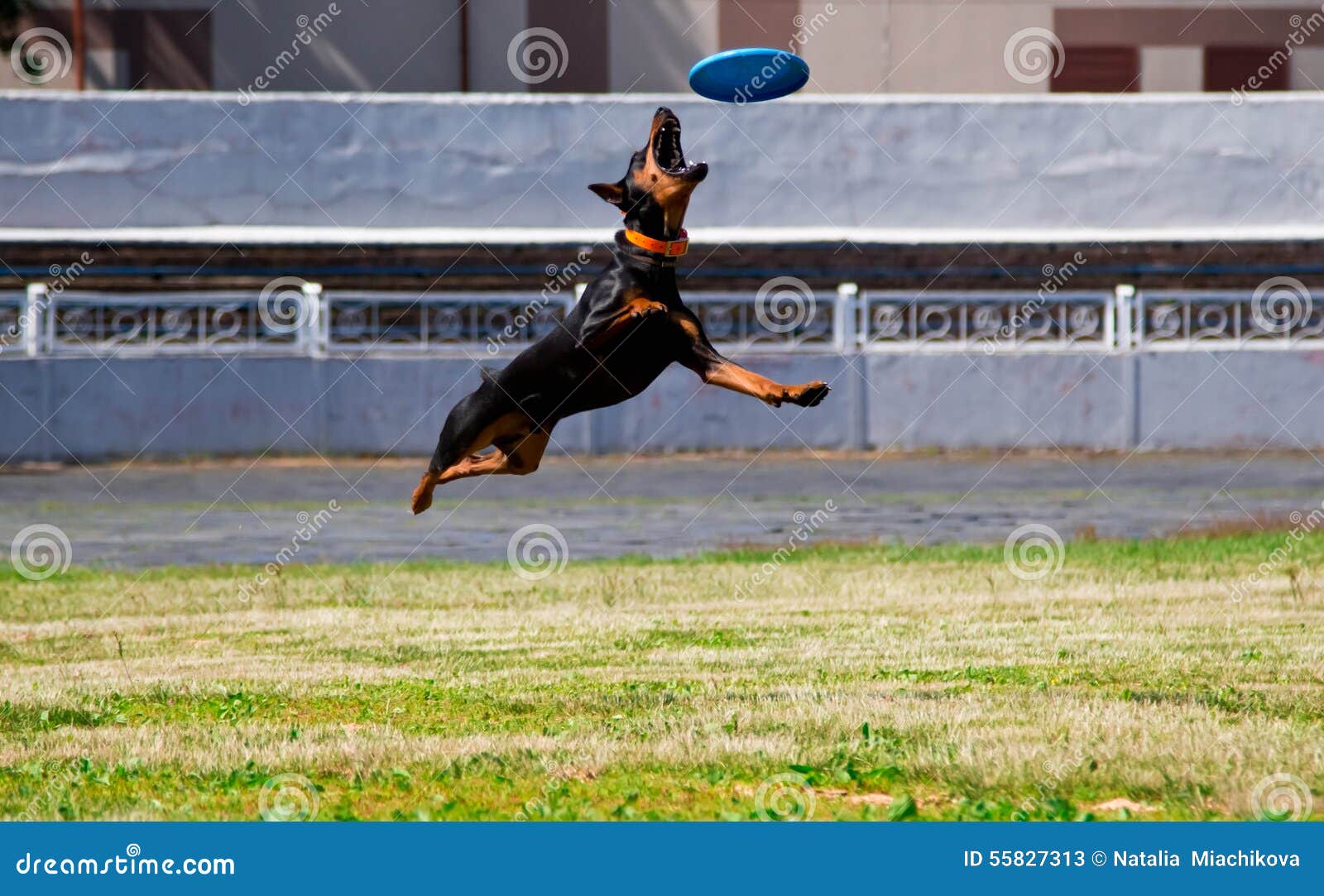 Dog Pinscher Jumping Over the Disc ( Frisbee ) Stock Image - Image of ...