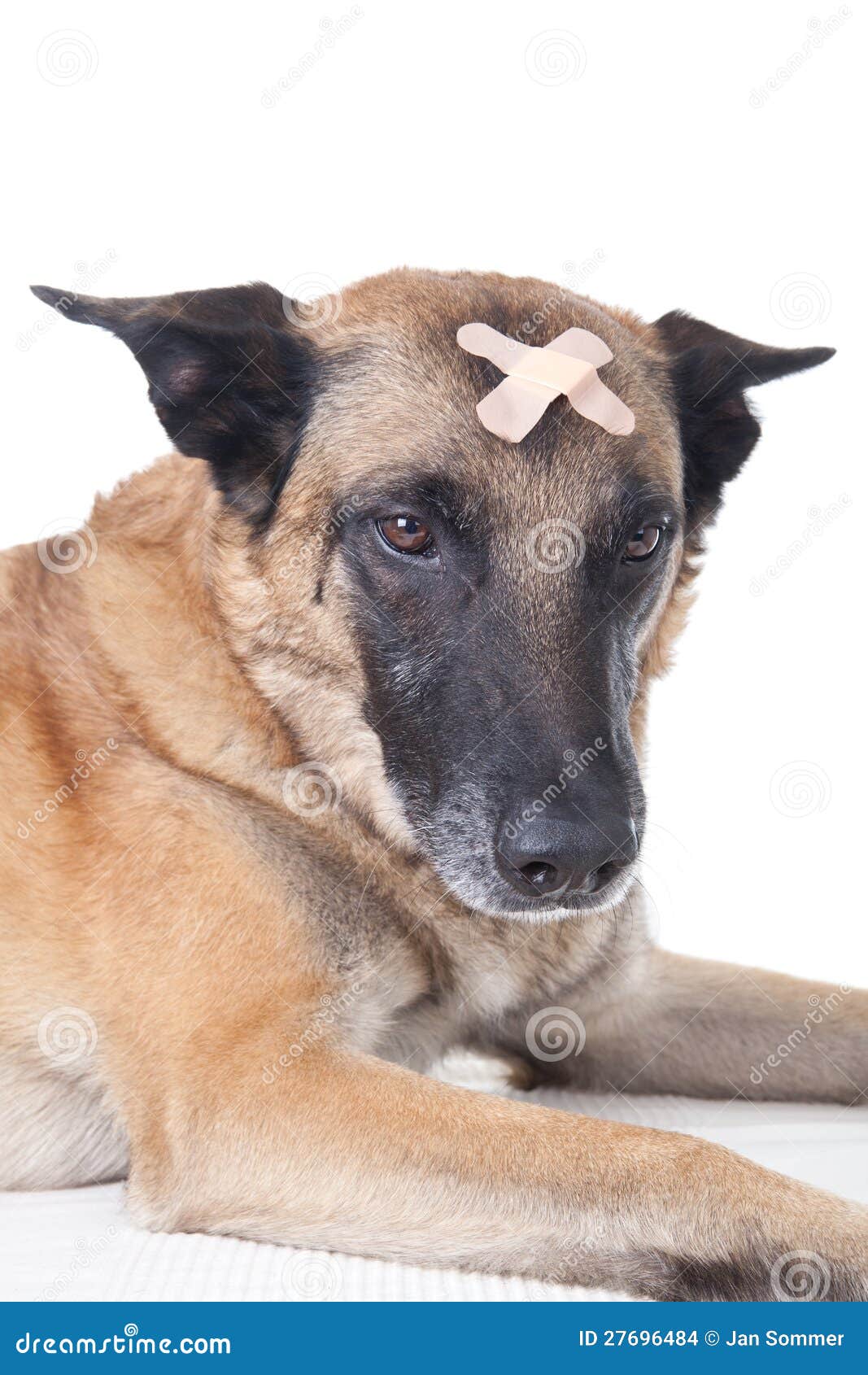 Dog with Plaster on His Head Stock Photo - Image of portrait, loyalty ...