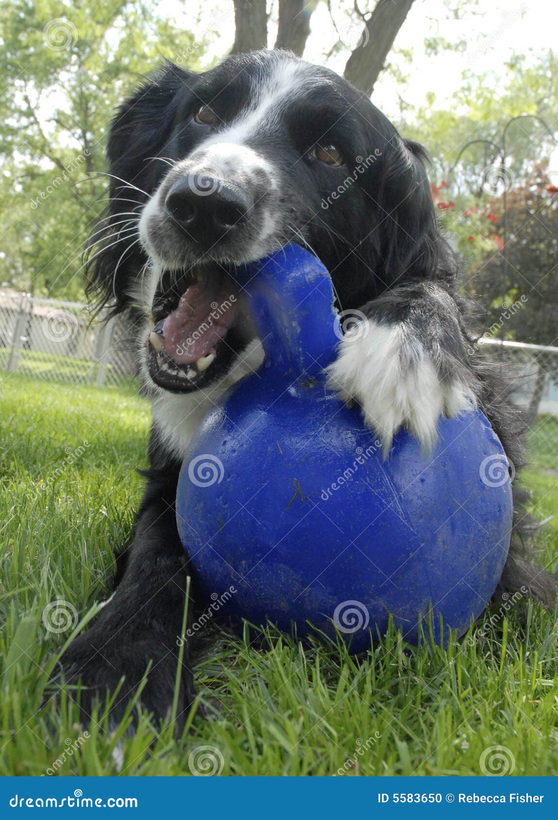 Dog Play with blue ball stock photo. Image of canine, play - 5583650