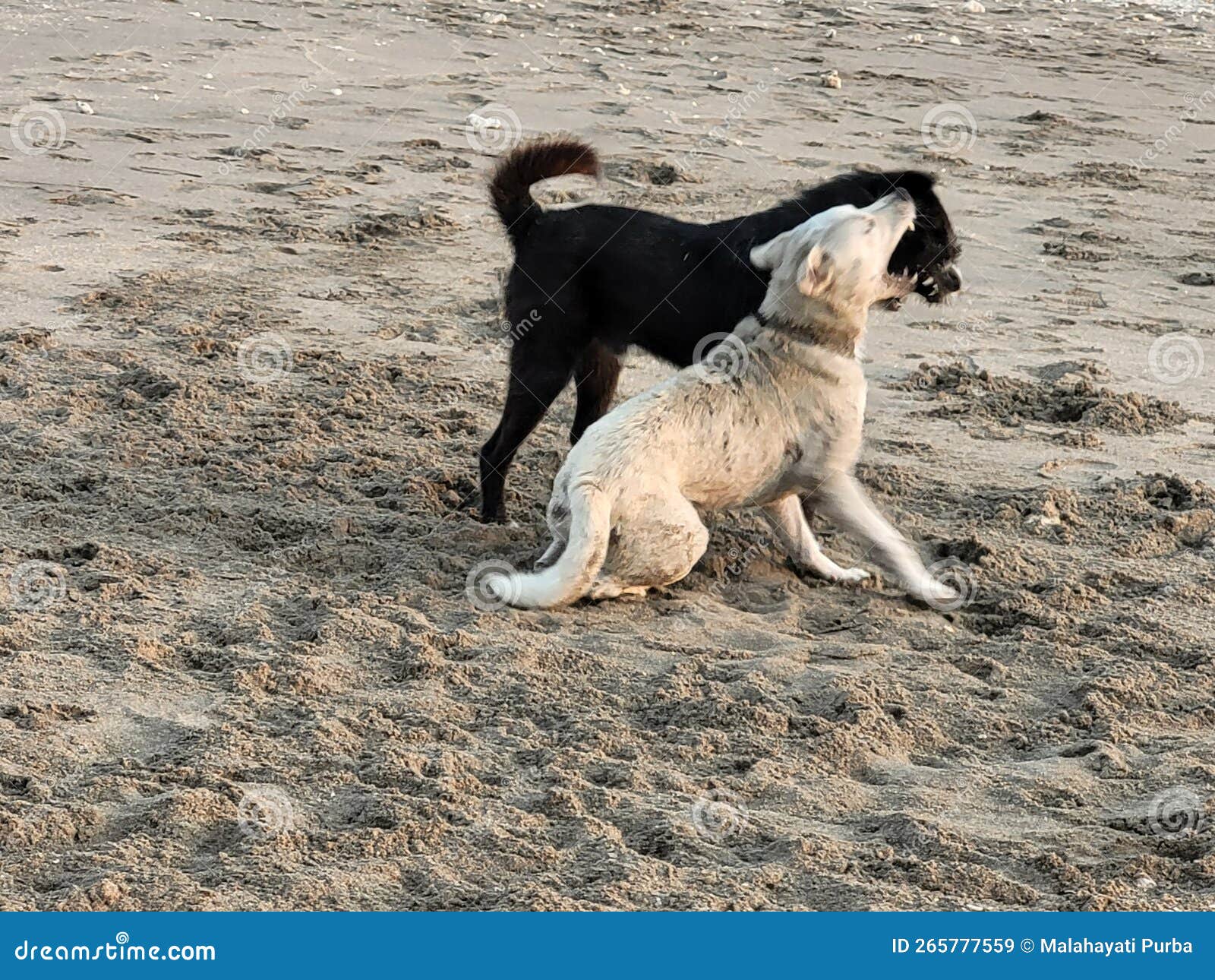 Dog play fight stock image. Image of beach, carnivore - 265777559