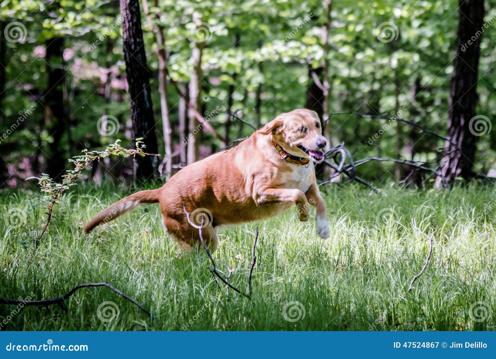 A dog at play stock image. Image of speedy, play, jumps - 47524867