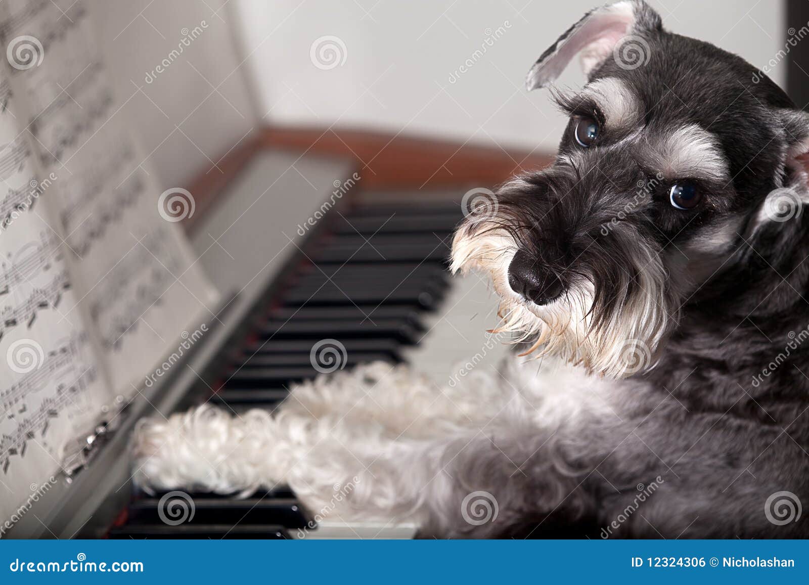 Dog play the piano? stock photo. Image of ears, puppy - 12324306