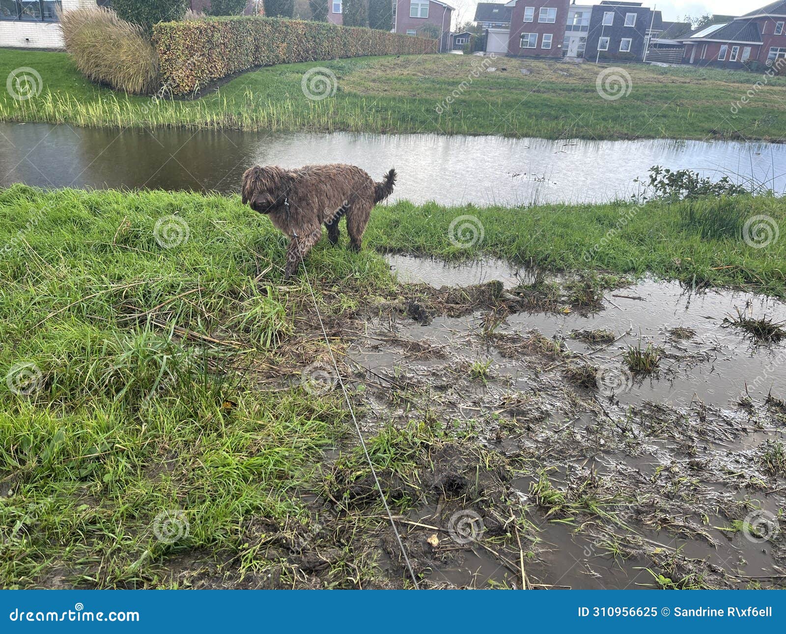 Dog Playing Around in the Rain Stock Image - Image of jump, outdoor ...