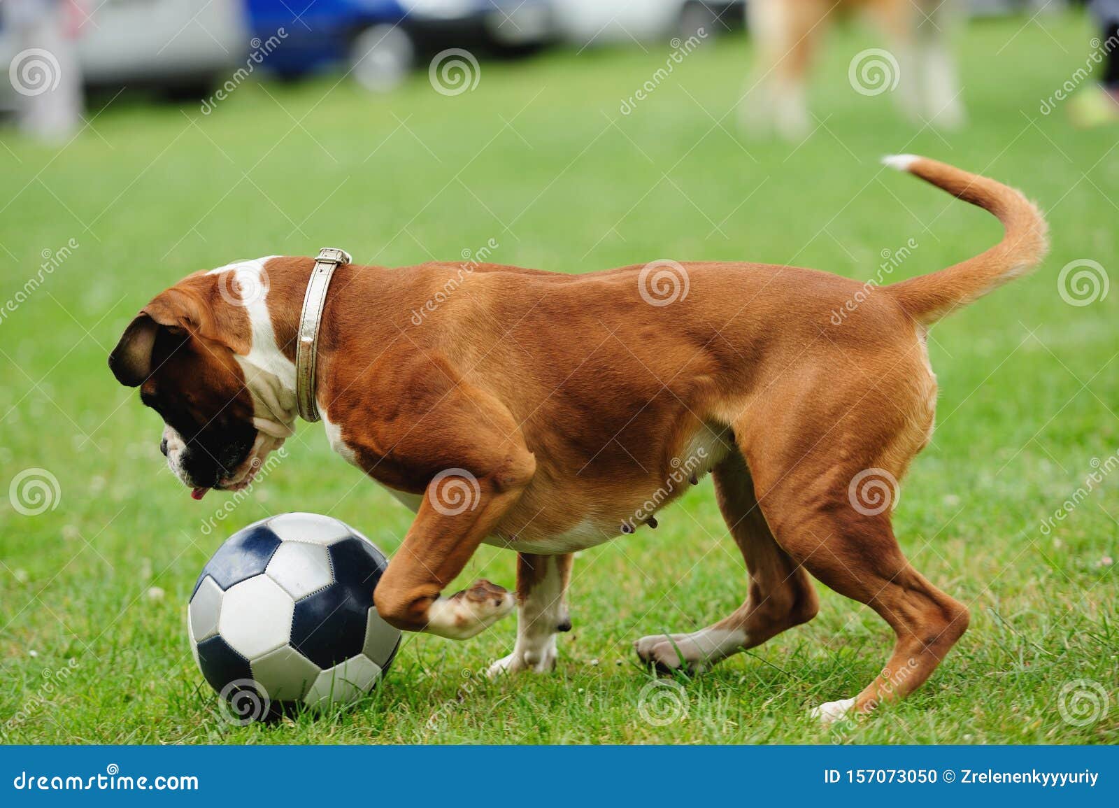 Dog playing with ball stock photo. Image of small, nature - 157073050