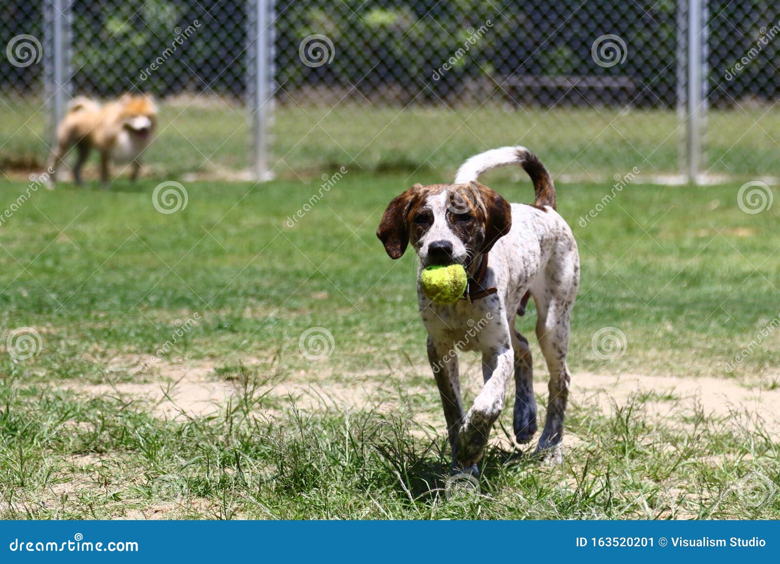 Dog Playing Ball Stock Photos - Download 10,832 Royalty Free Photos