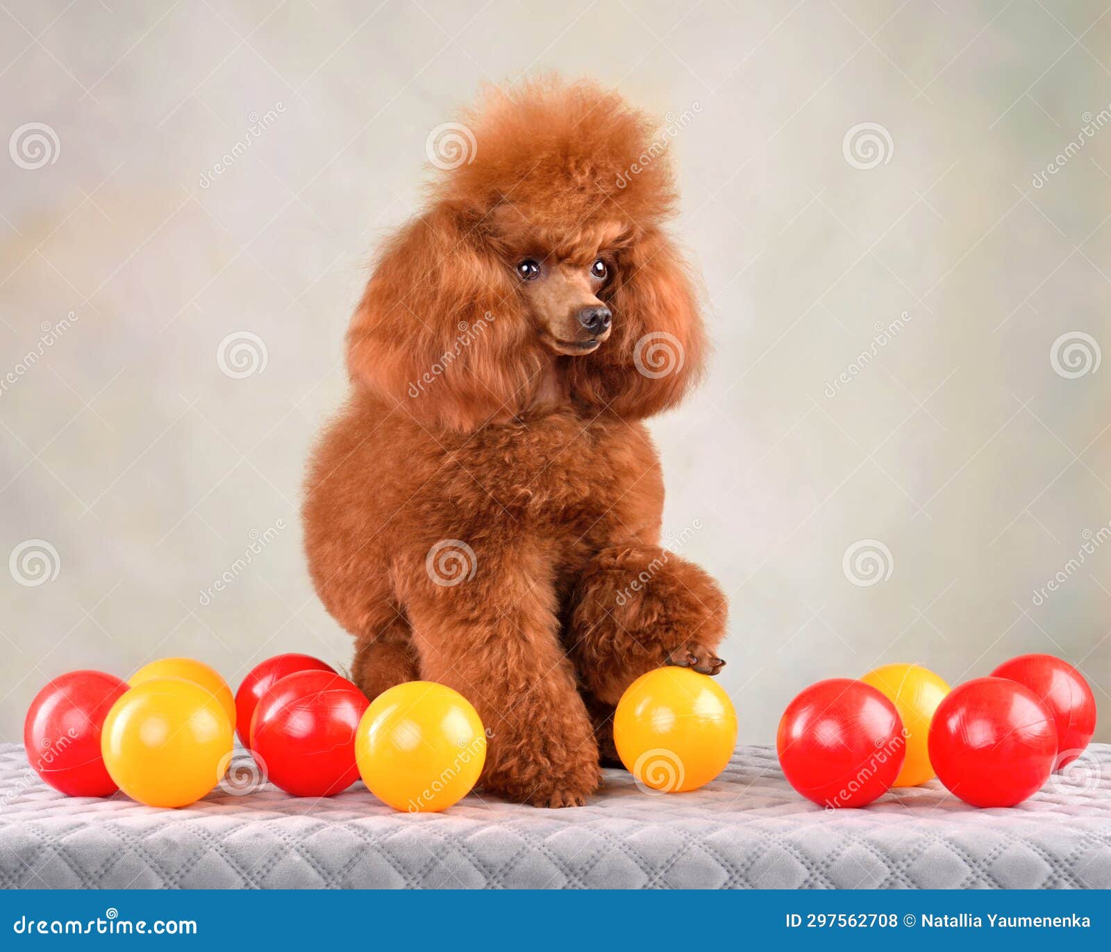 Resting toy poodle stock photo. Image of isolated, poodle - 297562708