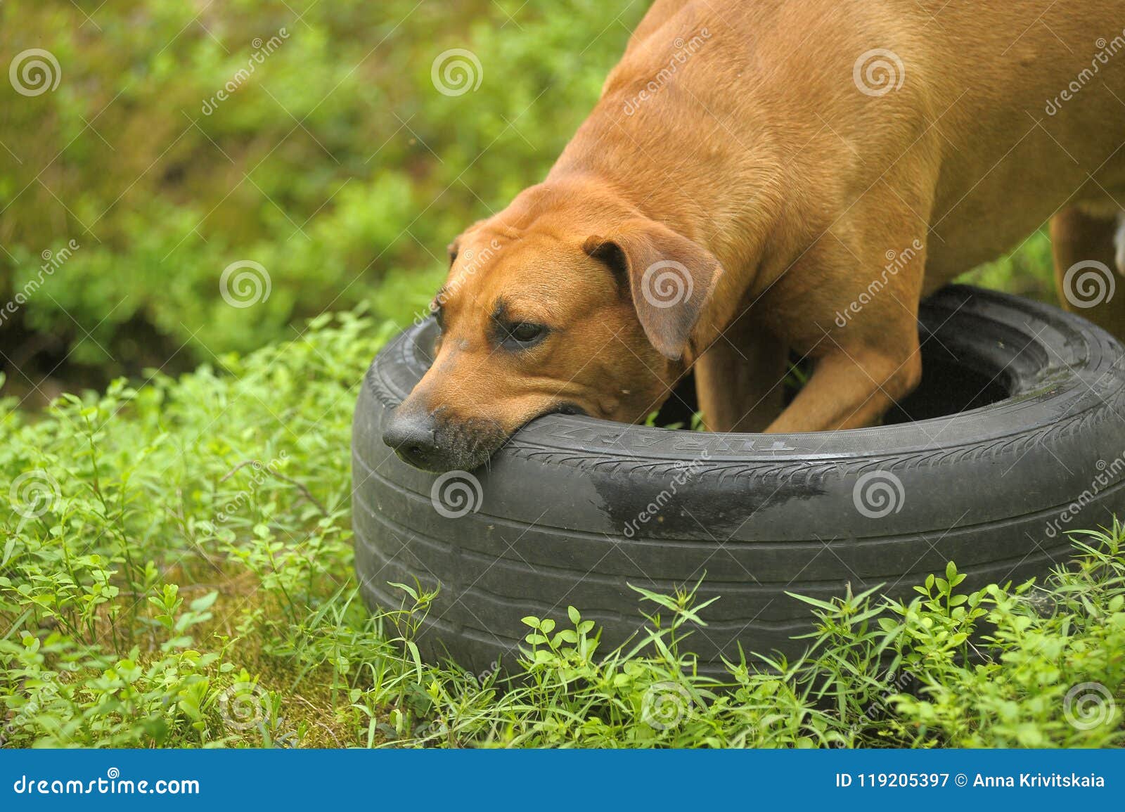 Dog Playing with a Car Tire Editorial Photography - Image of purebred ...