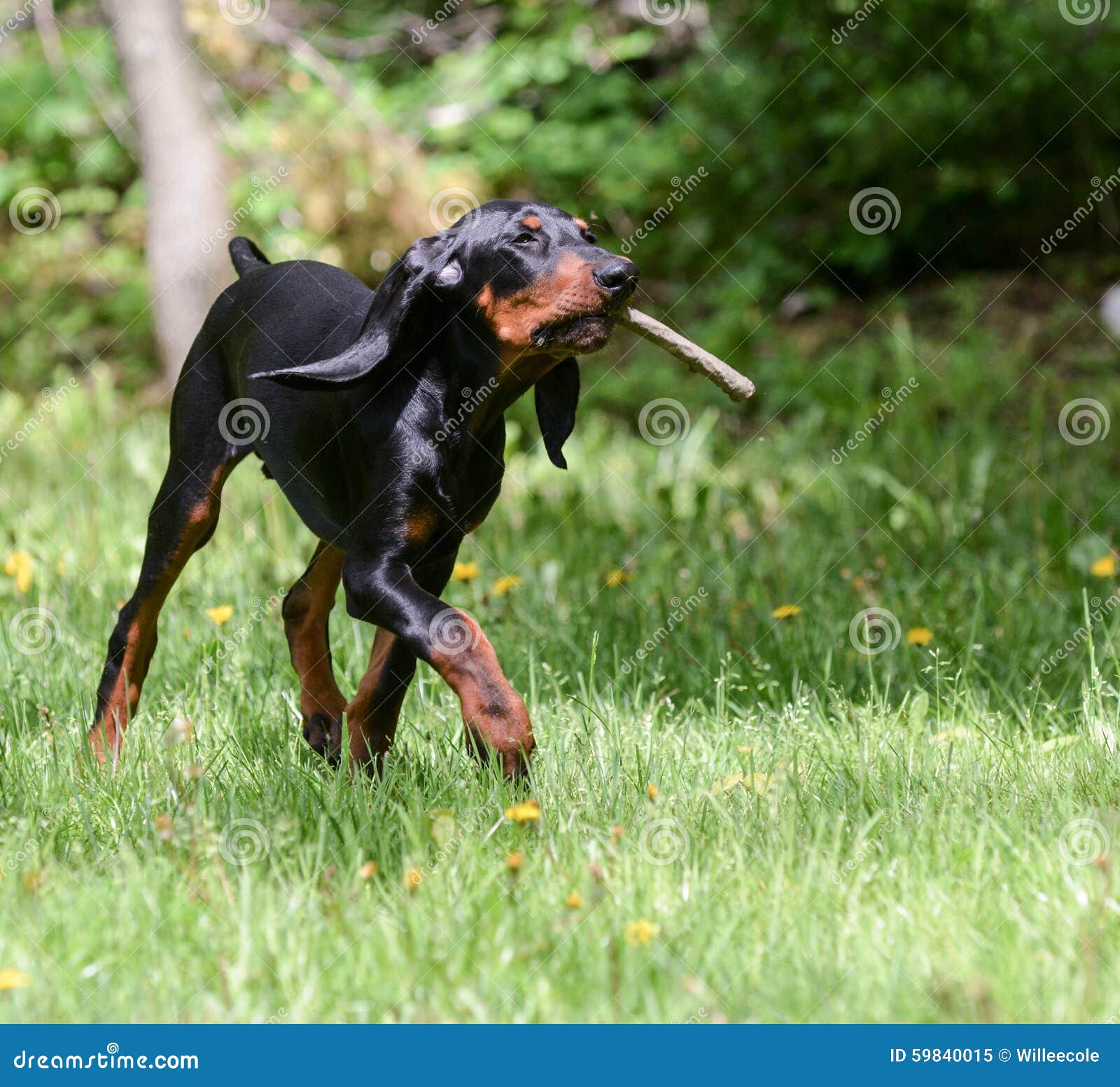 Dog playing fetch stock image. Image of coonhound, hunter - 59840015