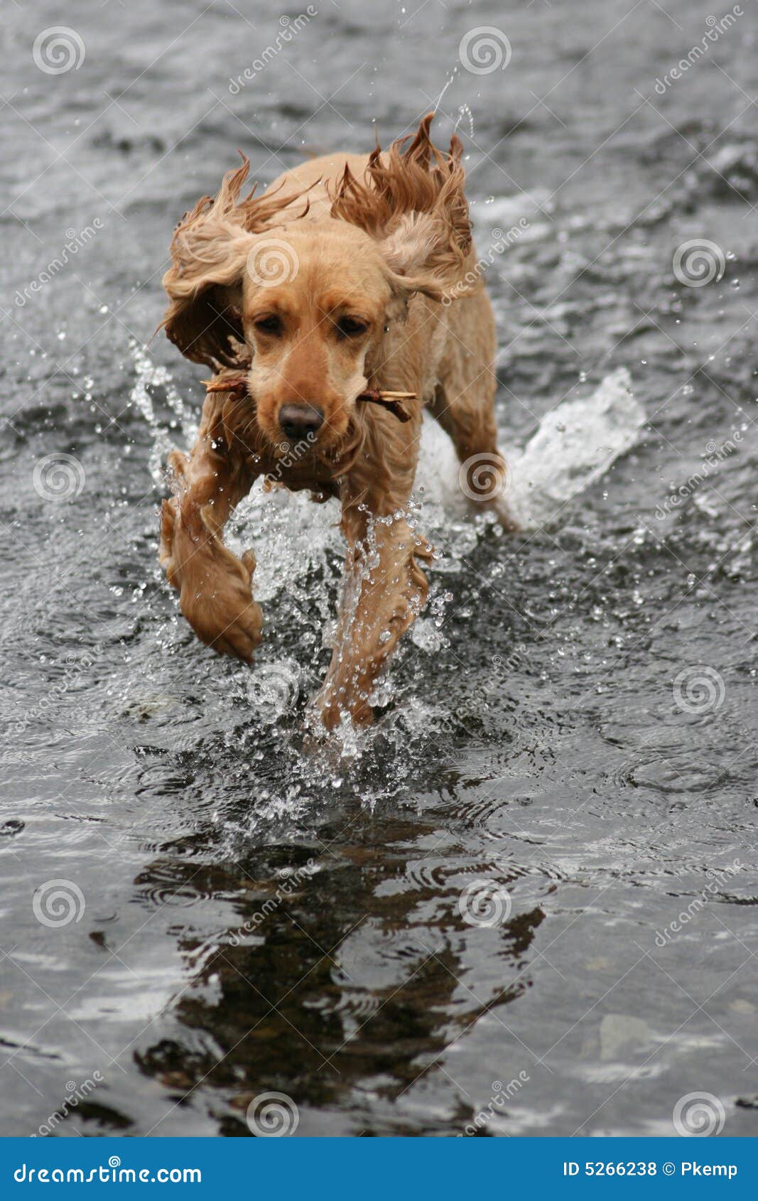 Dog playing fetch in lake stock photo. Image of swimming - 5266238