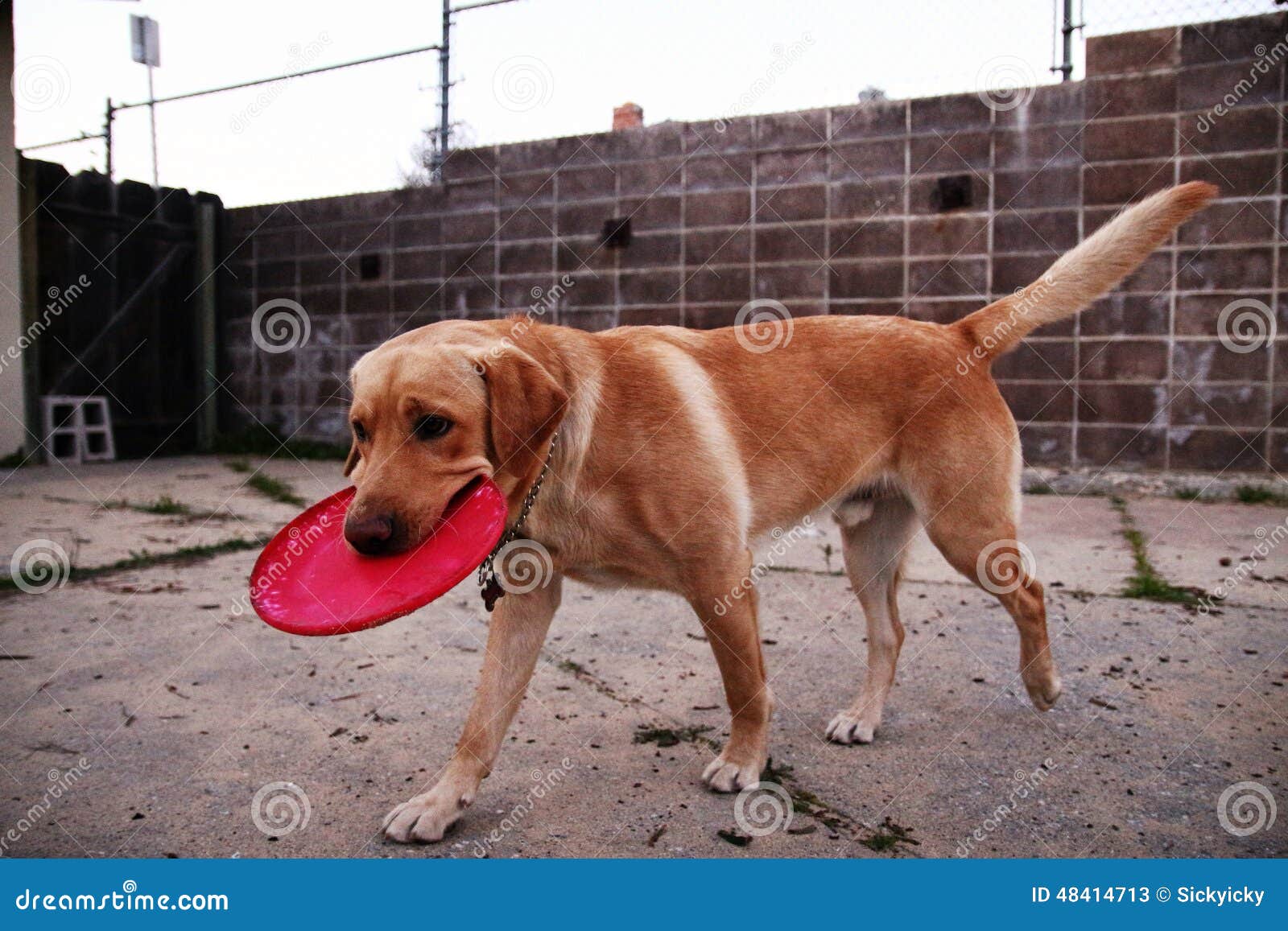 Dog Playing with a Flying Disc Stock Image - Image of playing, male ...