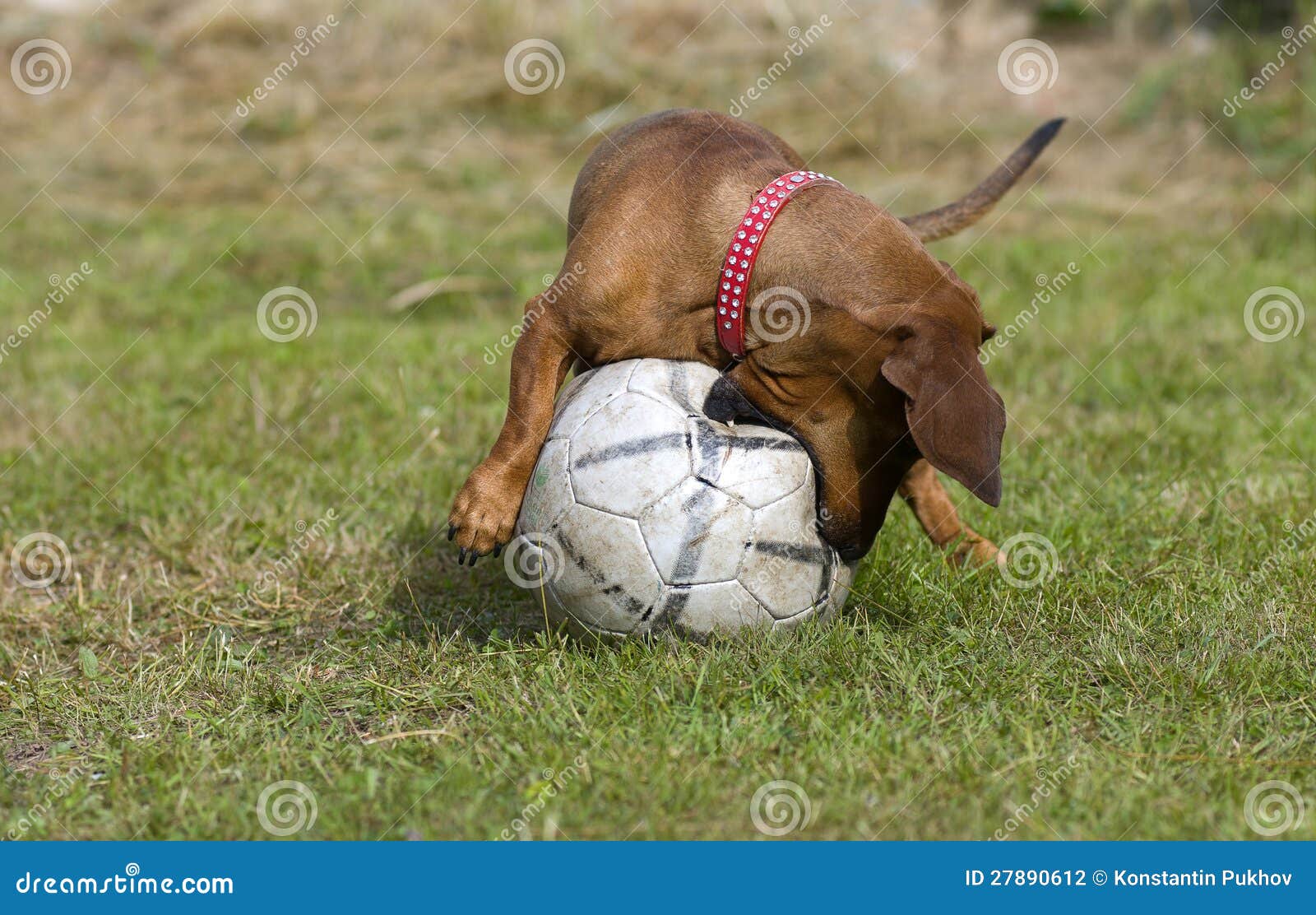 Dog playing football stock photo. Image of hunting, bokeh - 27890612