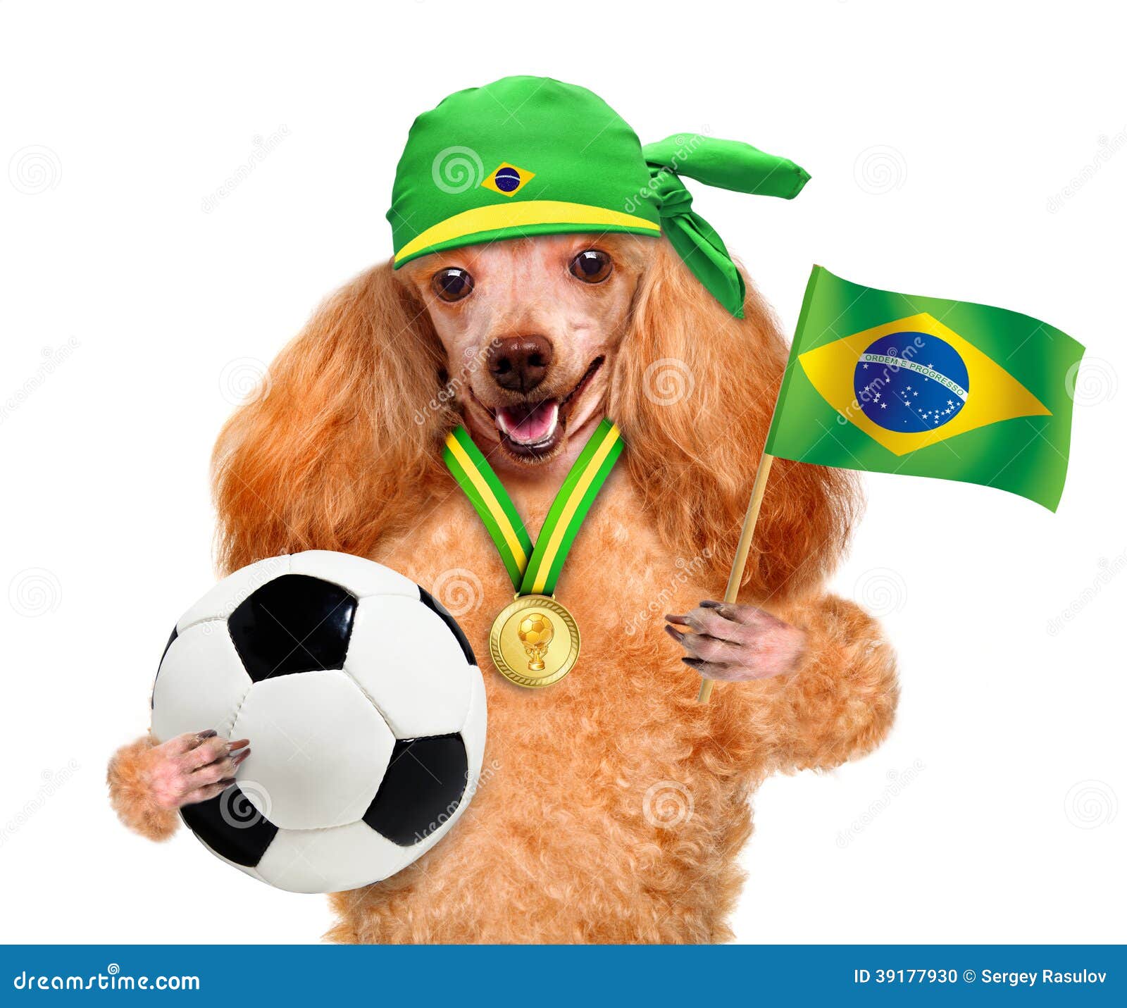 Dog playing football stock photo. Image of competition - 39177930